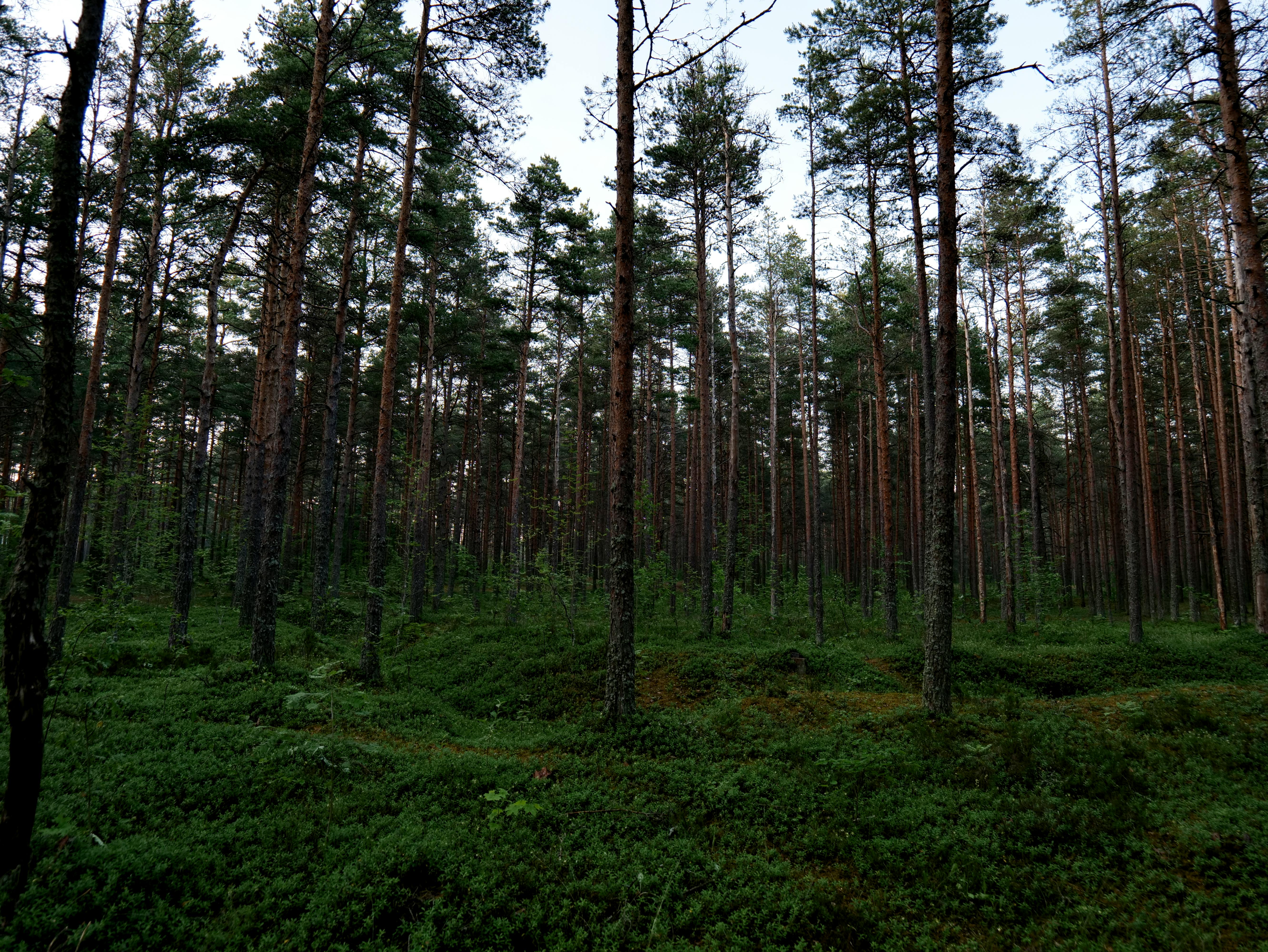 Forest during Day · Free Stock Photo