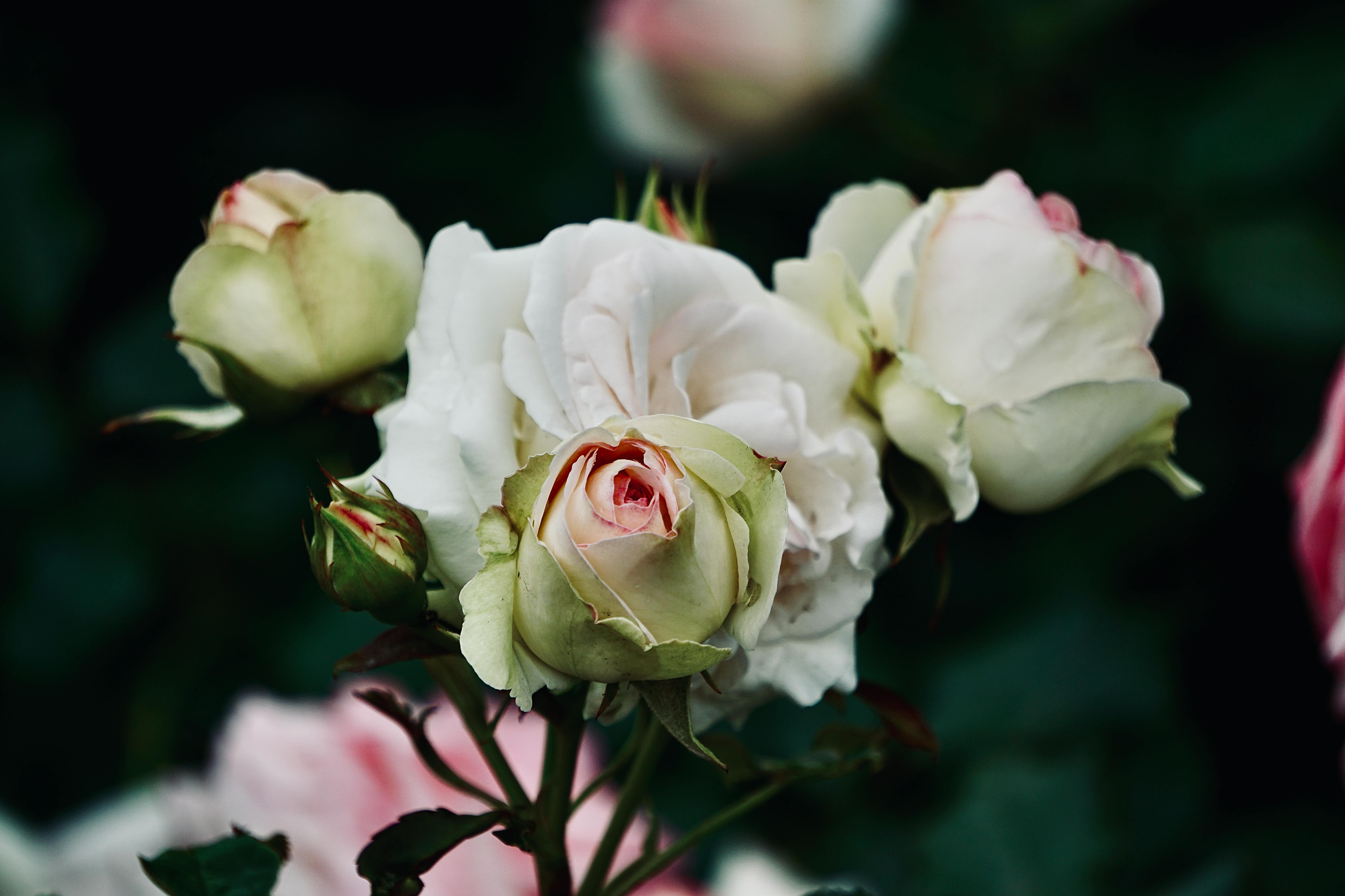 Decorative Pink Roses · Free Stock Photo