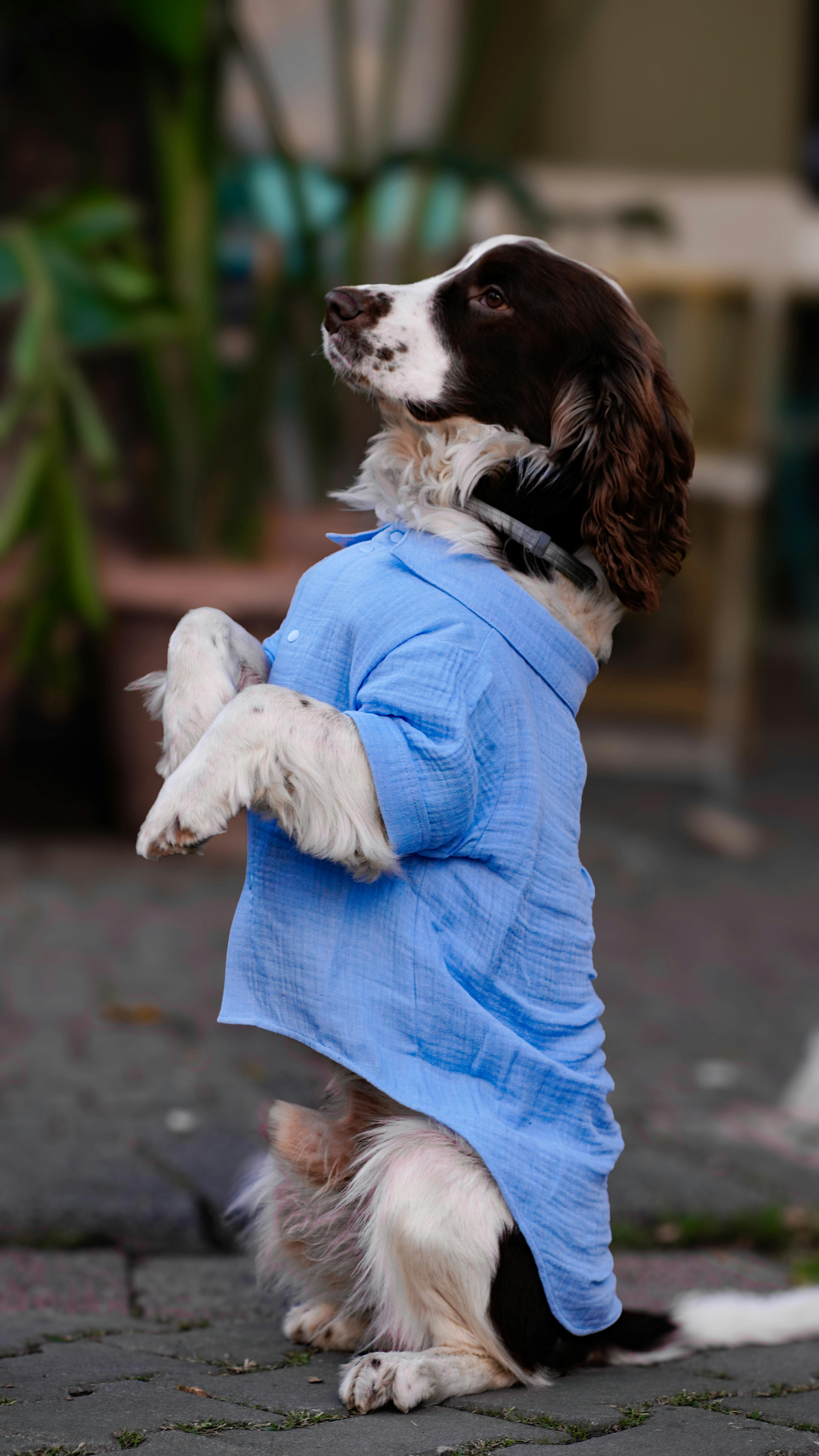 A Dog Standing on Two Paws · Free Stock Photo
