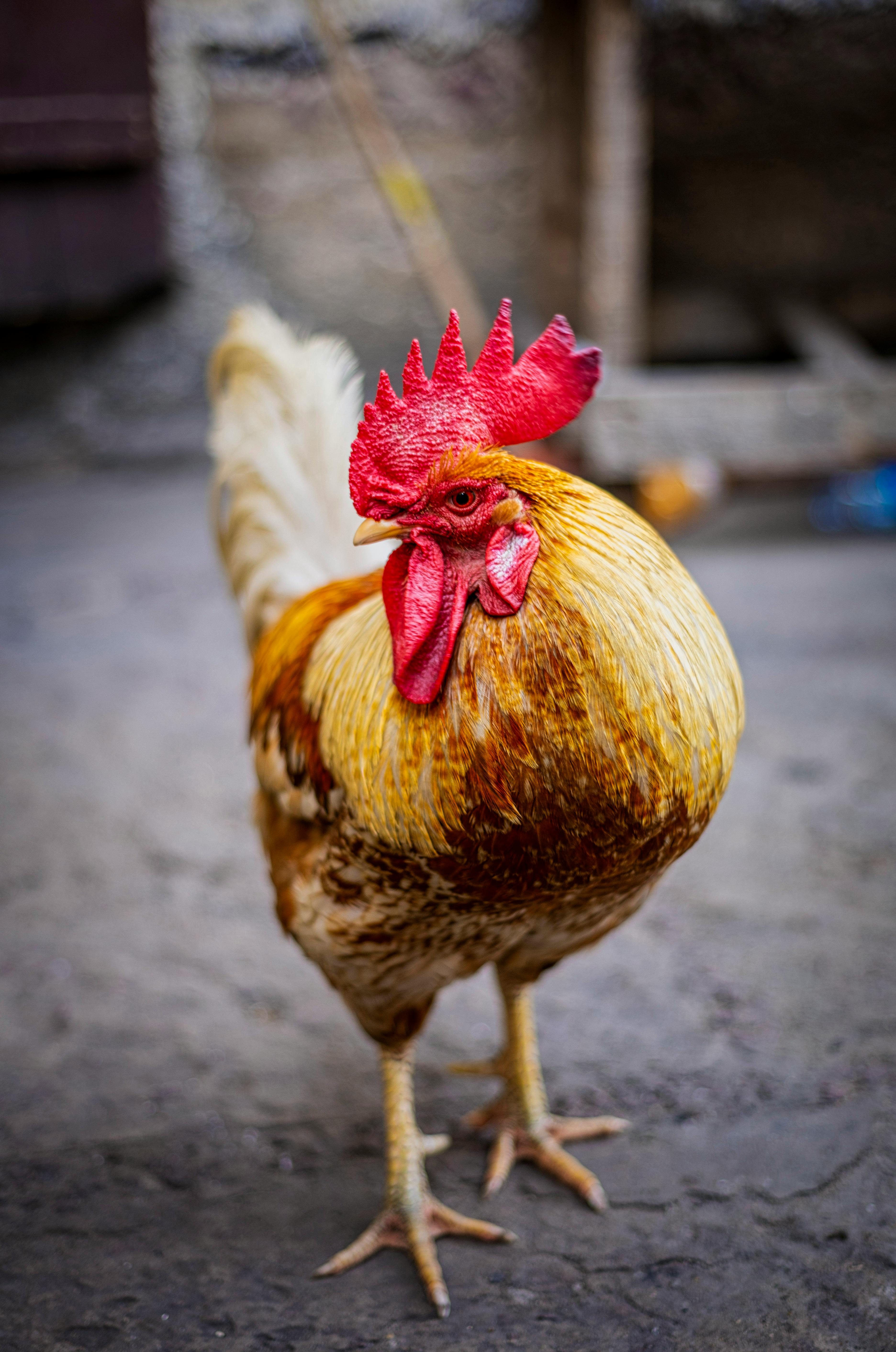 A Rooster on a Farm · Free Stock Photo