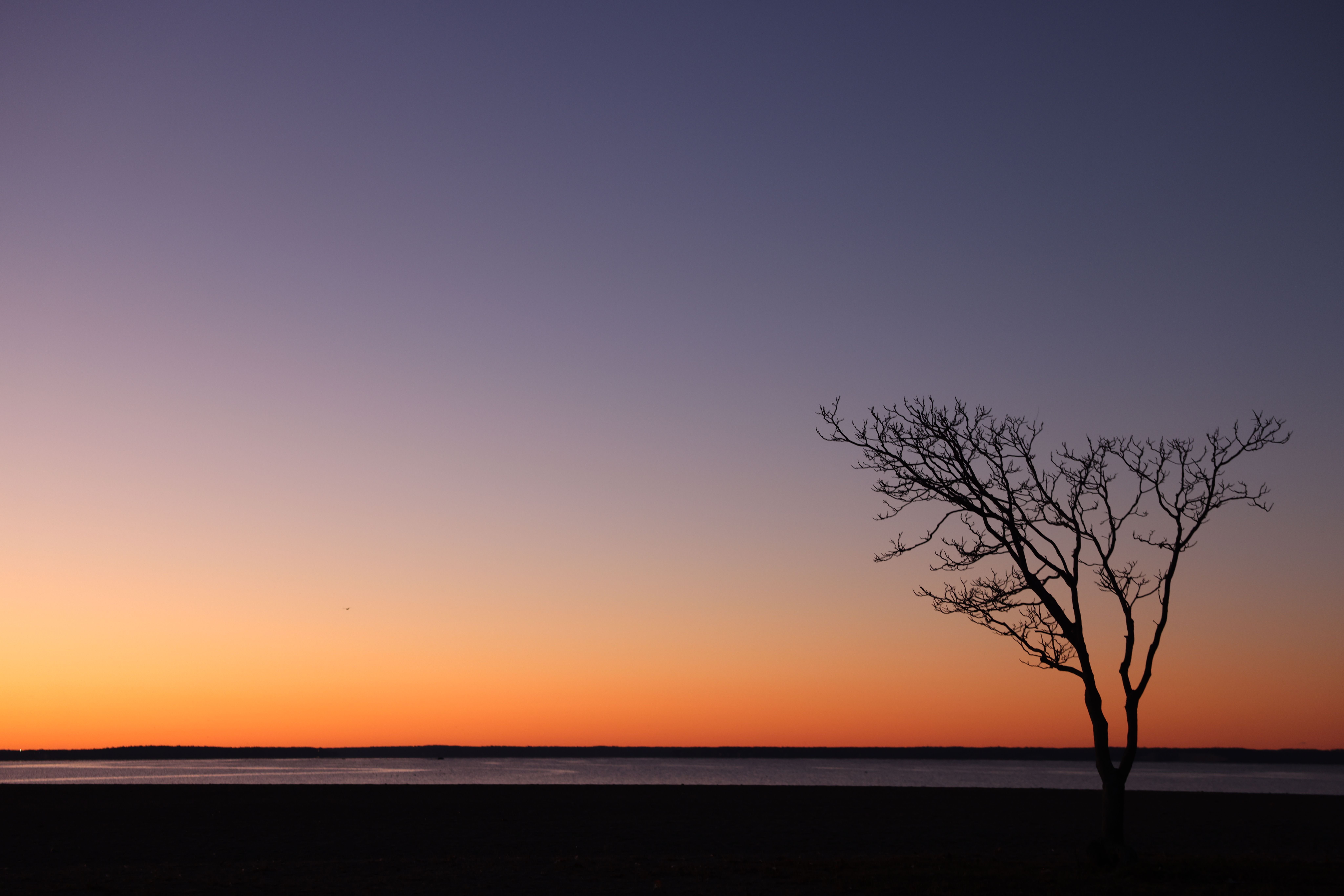 Bare Tree under Clear Sky at Sunset · Free Stock Photo