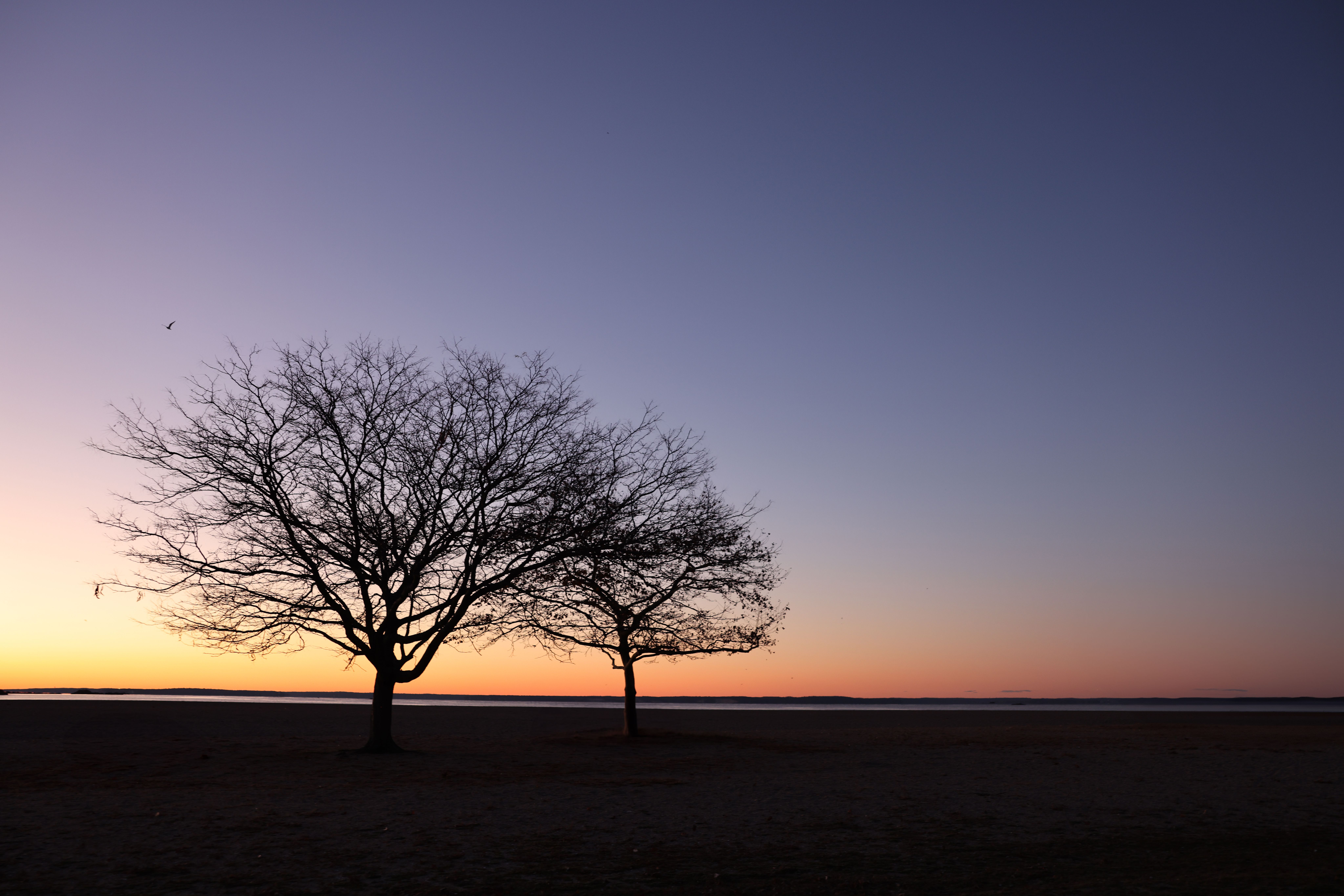 Bare Trees at Sunset · Free Stock Photo