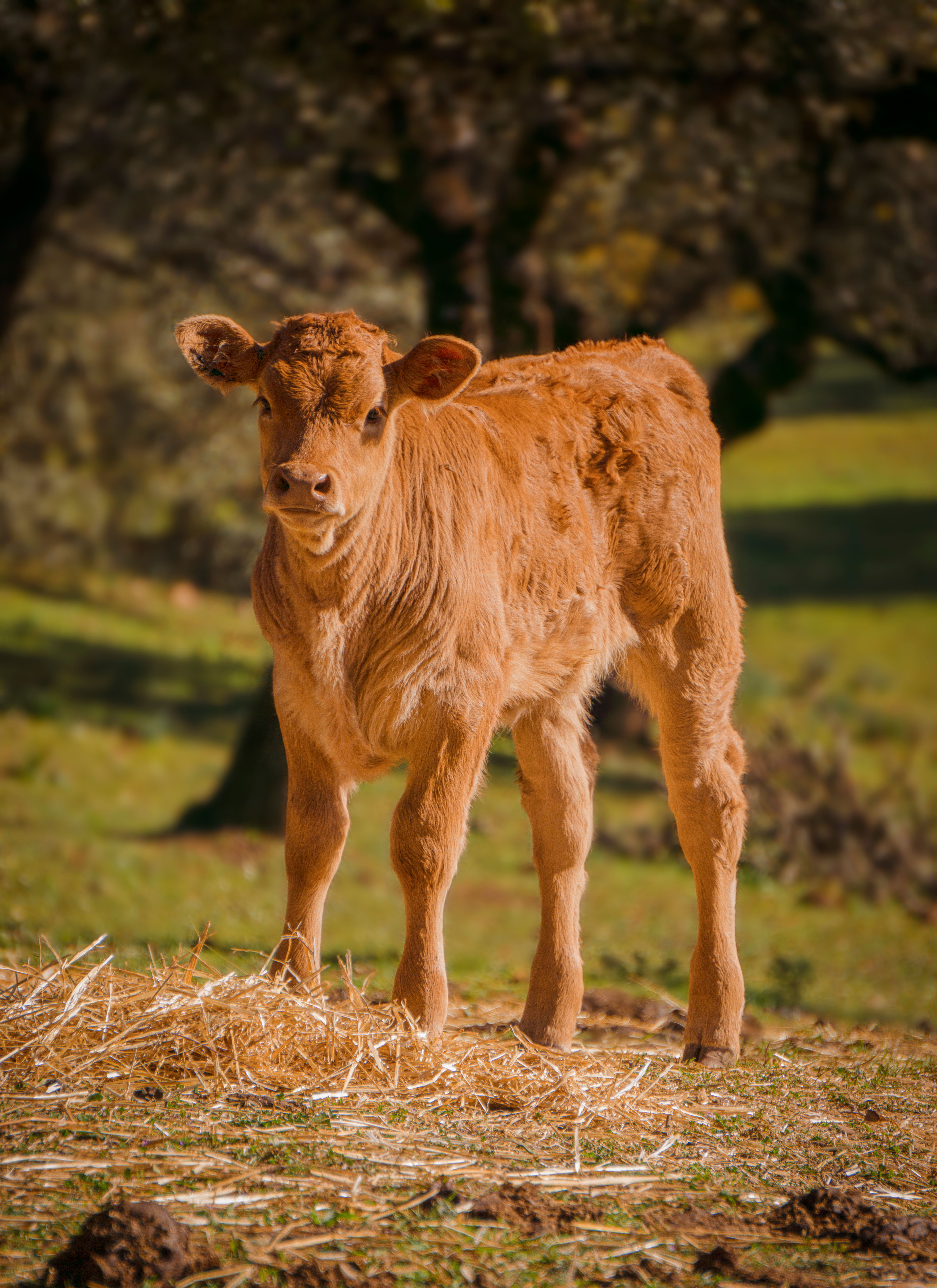Close-up of a Calf in the Pasture · Free Stock Photo