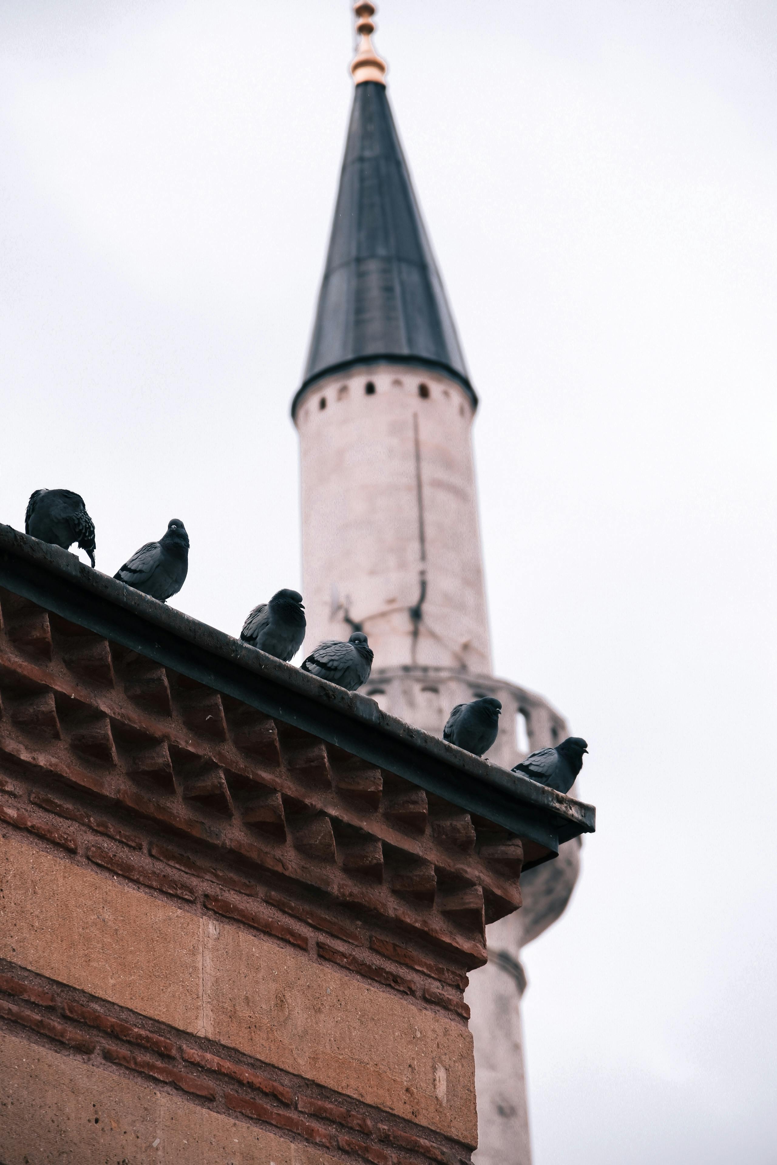 Minaret Photos, Download The BEST Free Minaret Stock Photos & HD Images