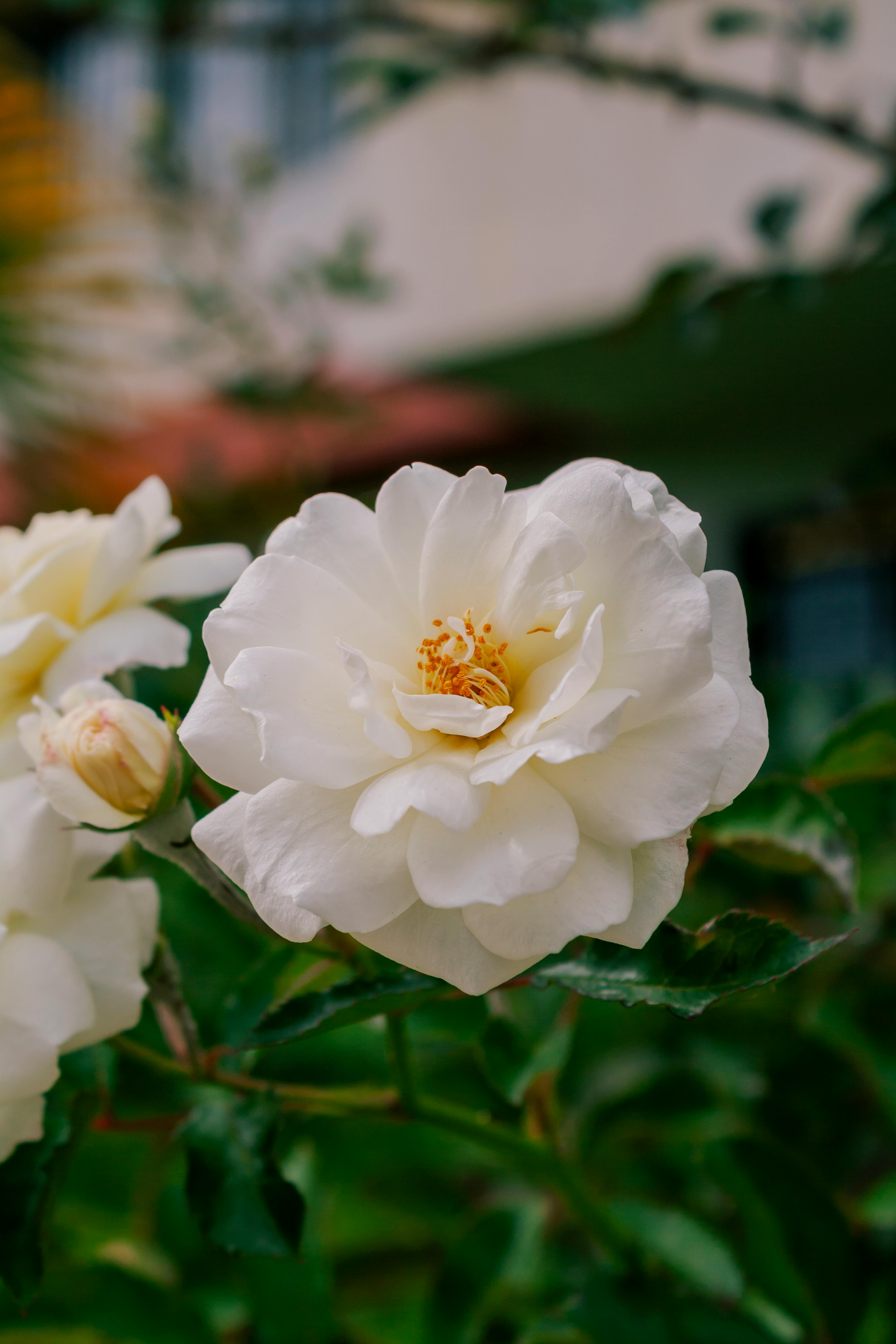 White rose in front of a building with green leaves · Free Stock Photo