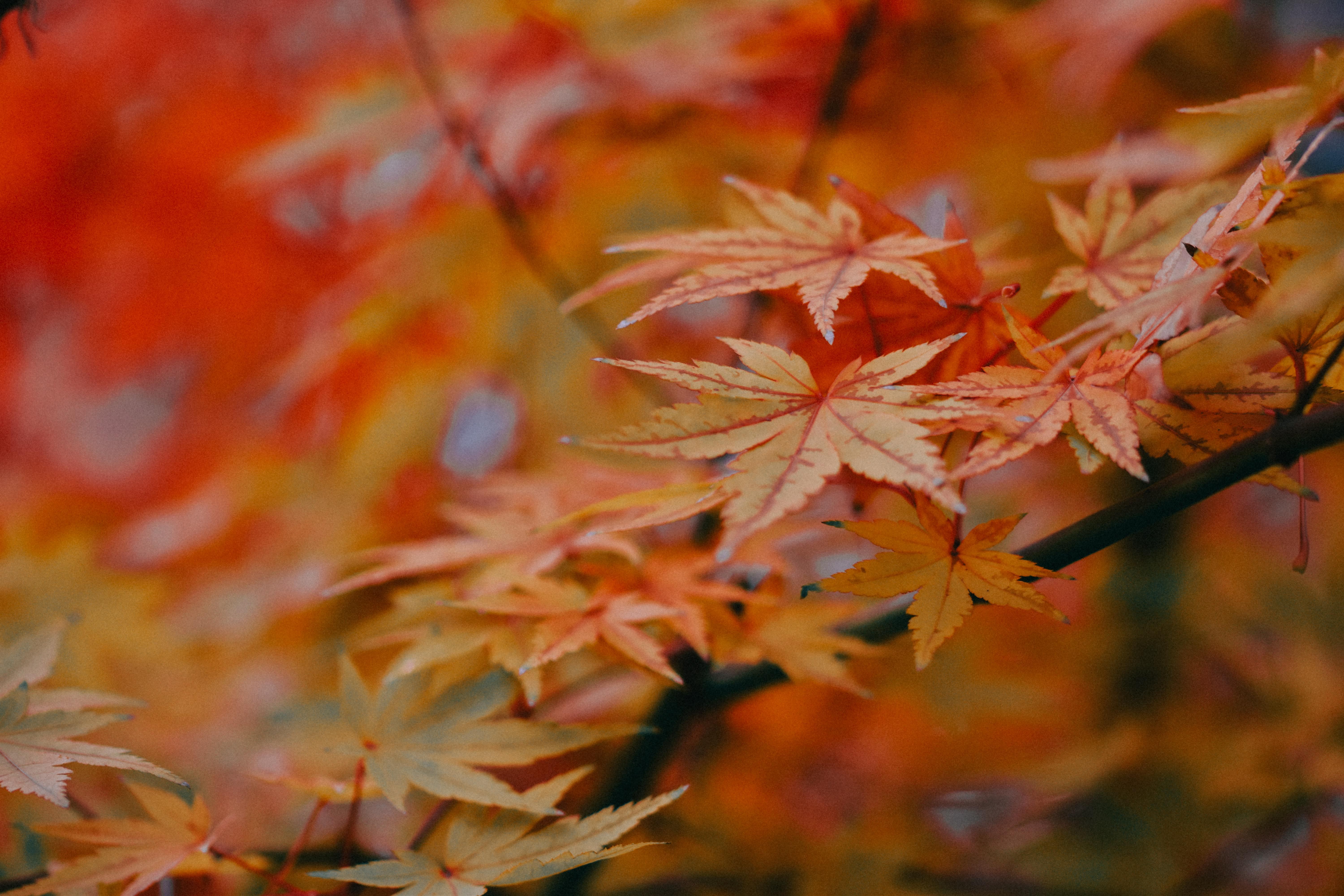 Orange-Leafed Tree · Free Stock Photo