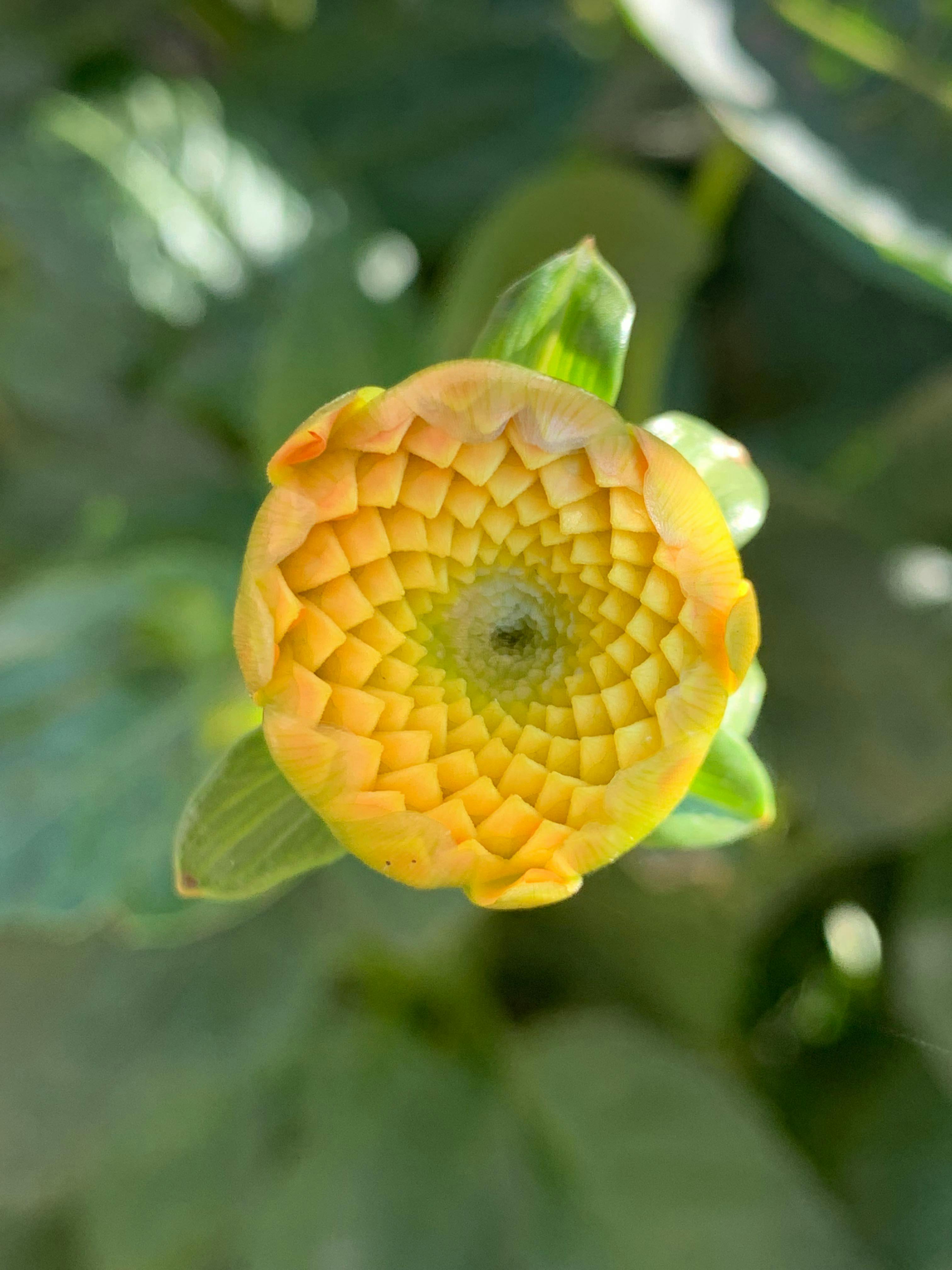 Budding Flower in Close Up · Free Stock Photo
