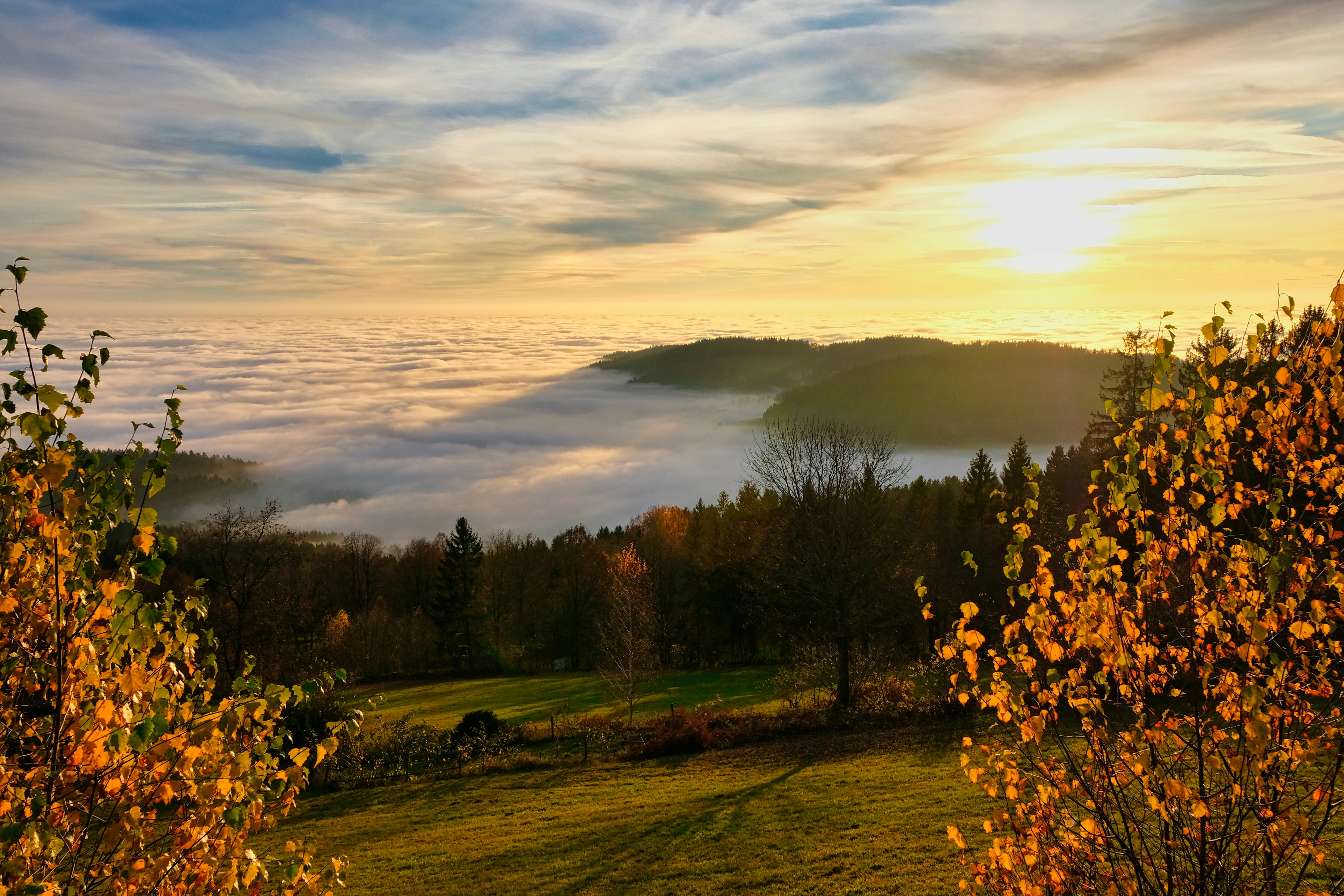 Autumn Trees at Sunset · Free Stock Photo
