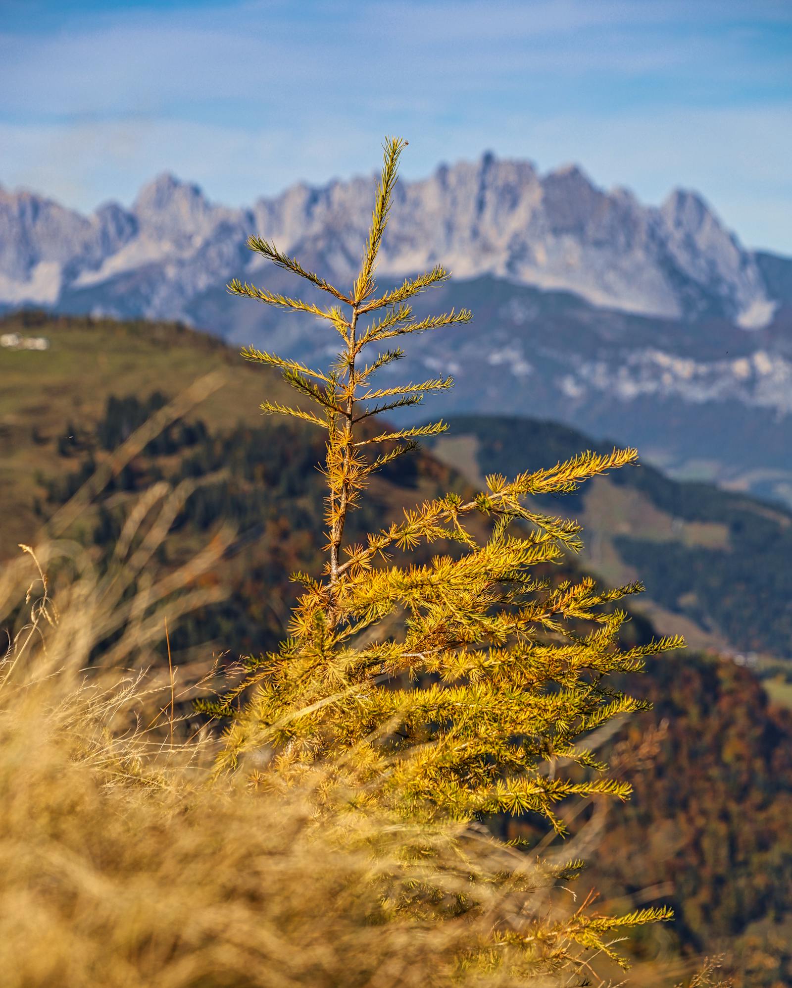 Nature Tree Photos, Download The BEST Free Nature Tree Stock Photos ...