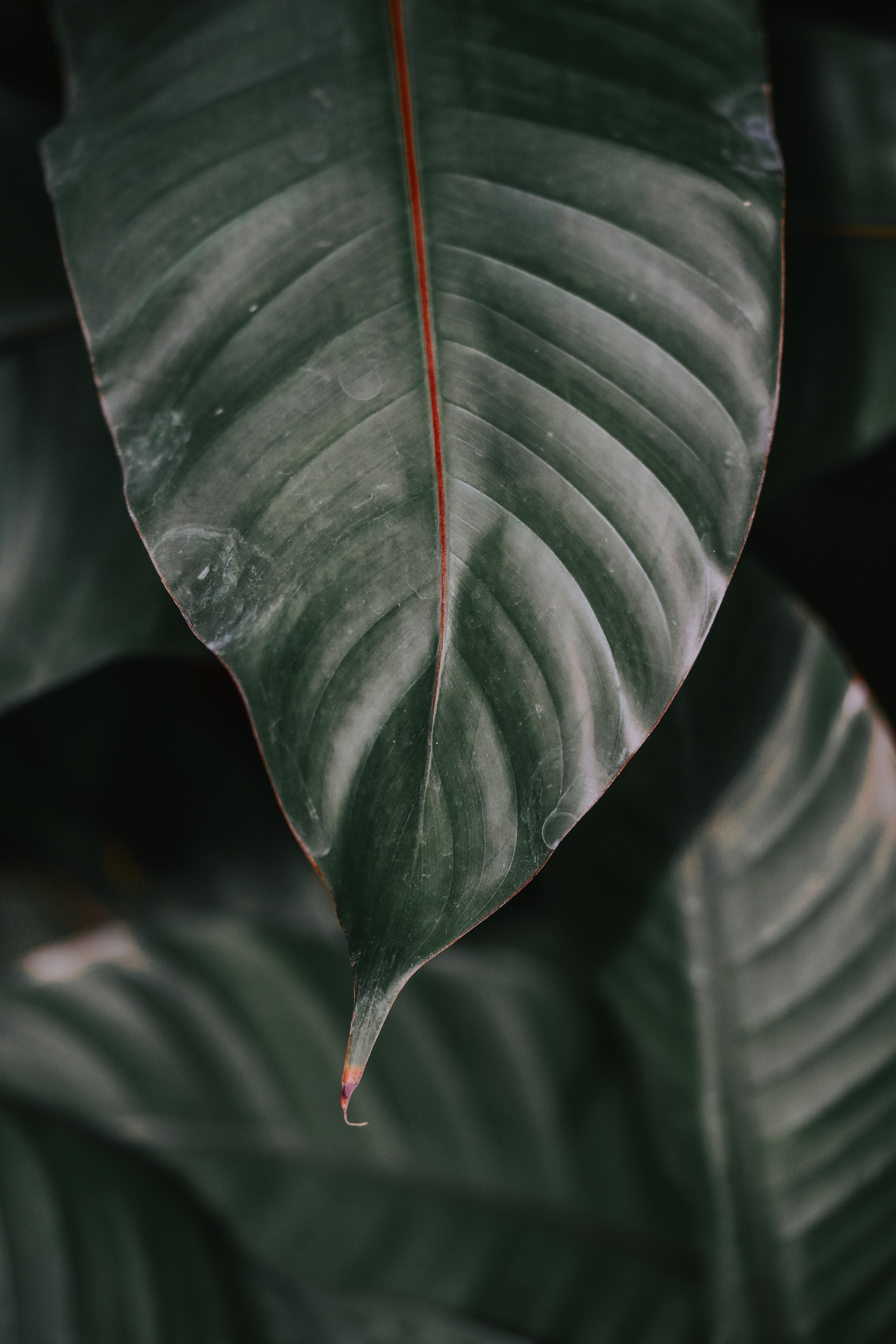 Closeup of a Dark Leaf Plant · Free Stock Photo