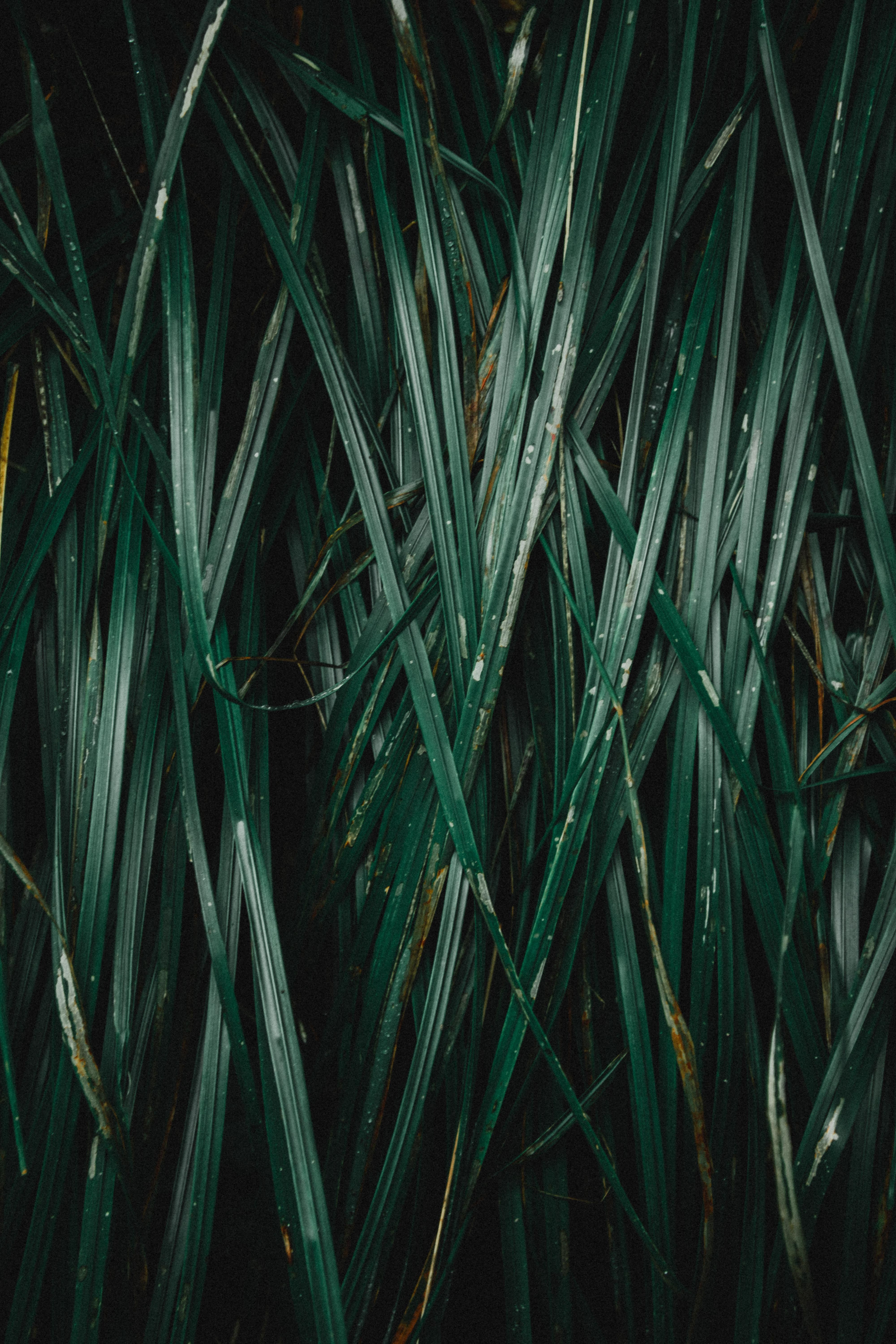 Selective Focus Photography of Green Grass · Free Stock Photo