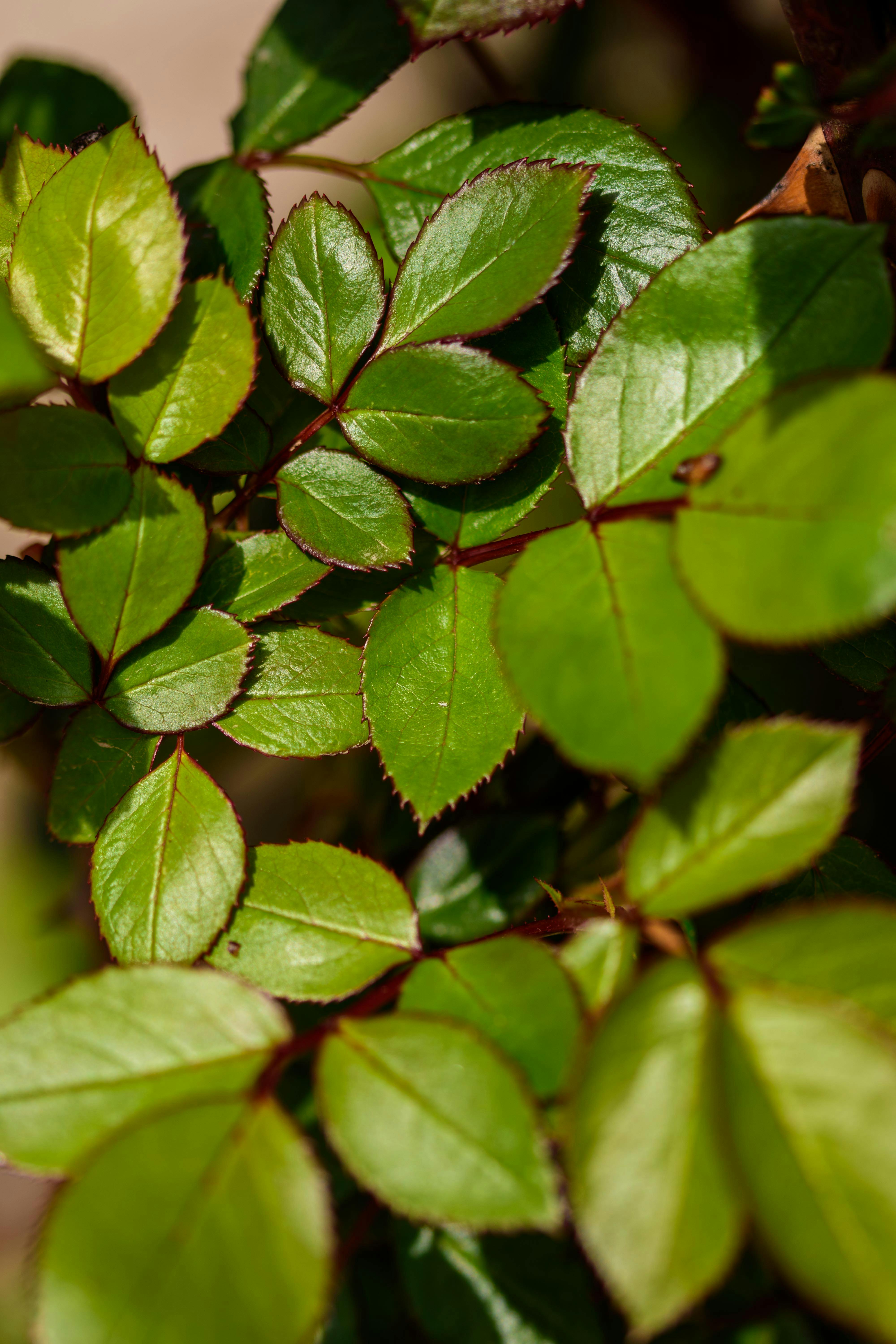 Leaves of Rose Shrub · Free Stock Photo