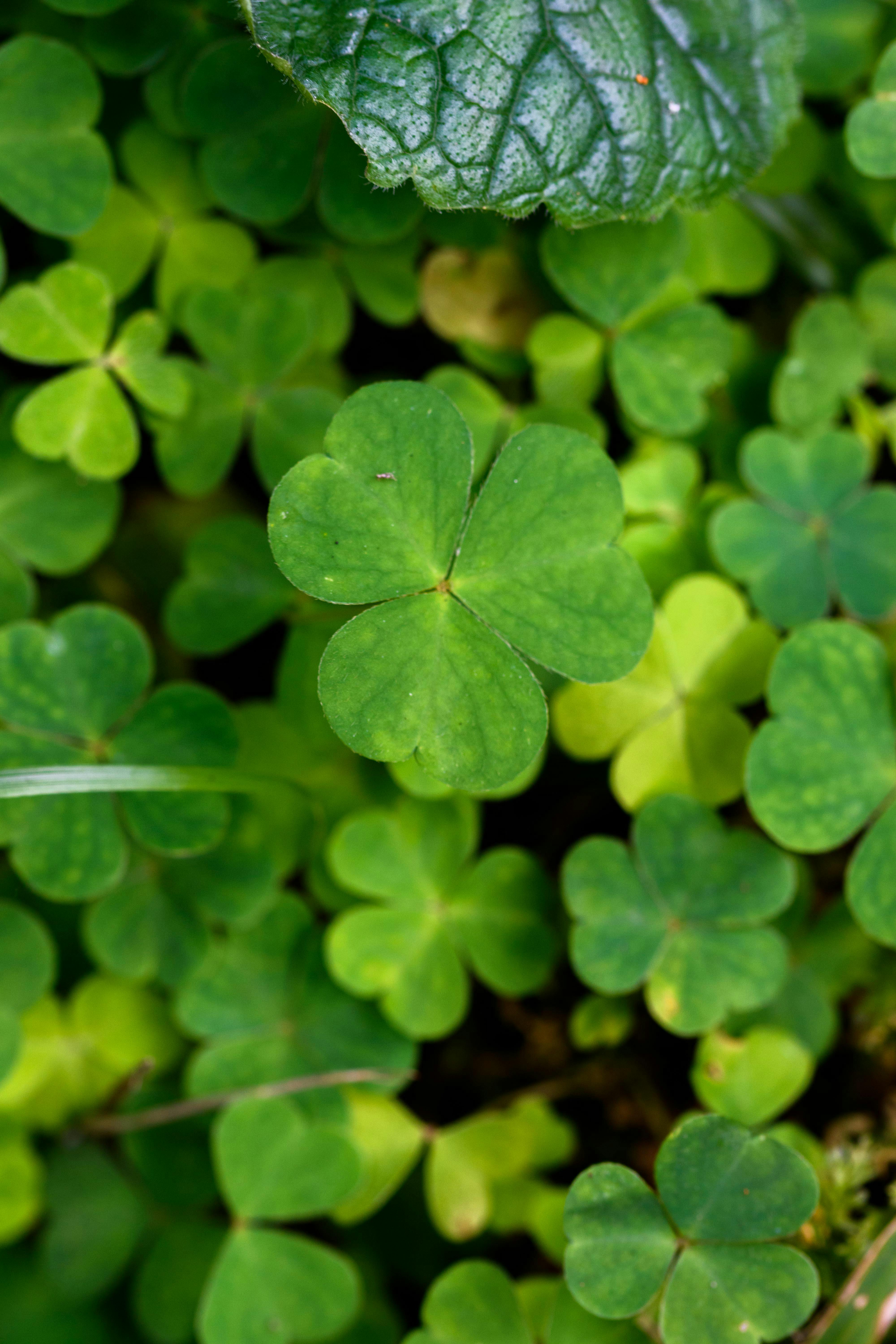 A close up of a clover leaf · Free Stock Photo