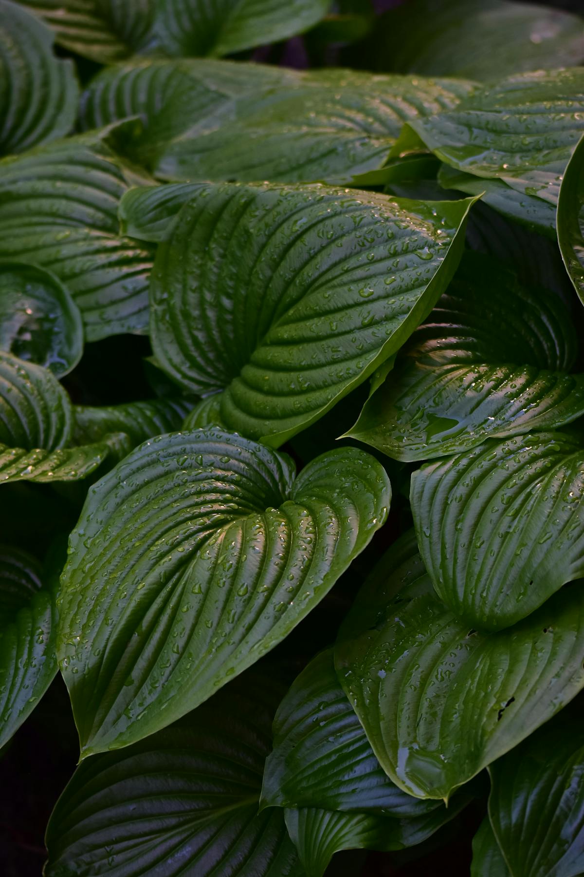 Hosta Photos, Download The BEST Free Hosta Stock Photos & HD Images