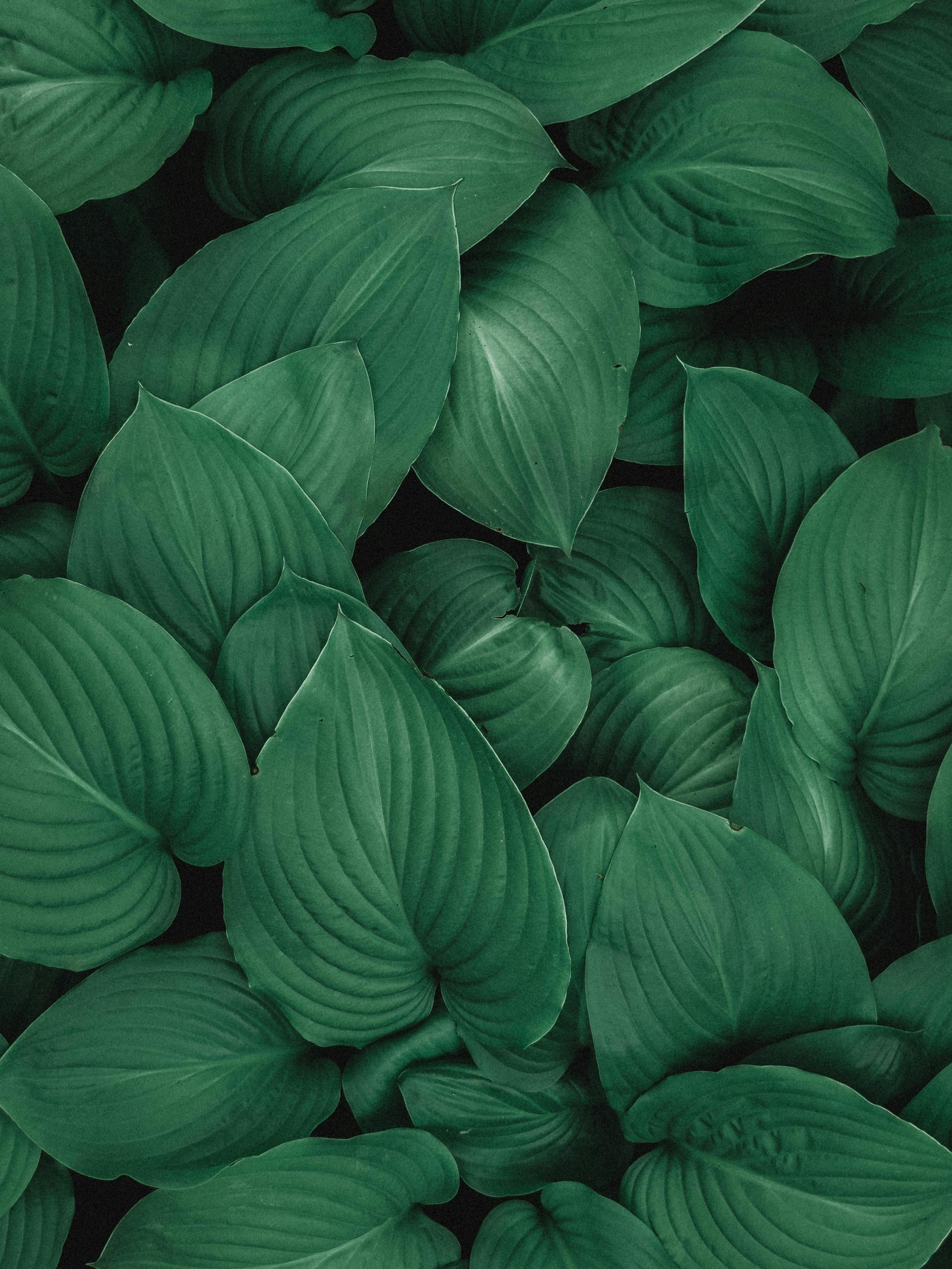 Fresh Green Photos, Download The BEST Free Fresh Green Stock Photos ...