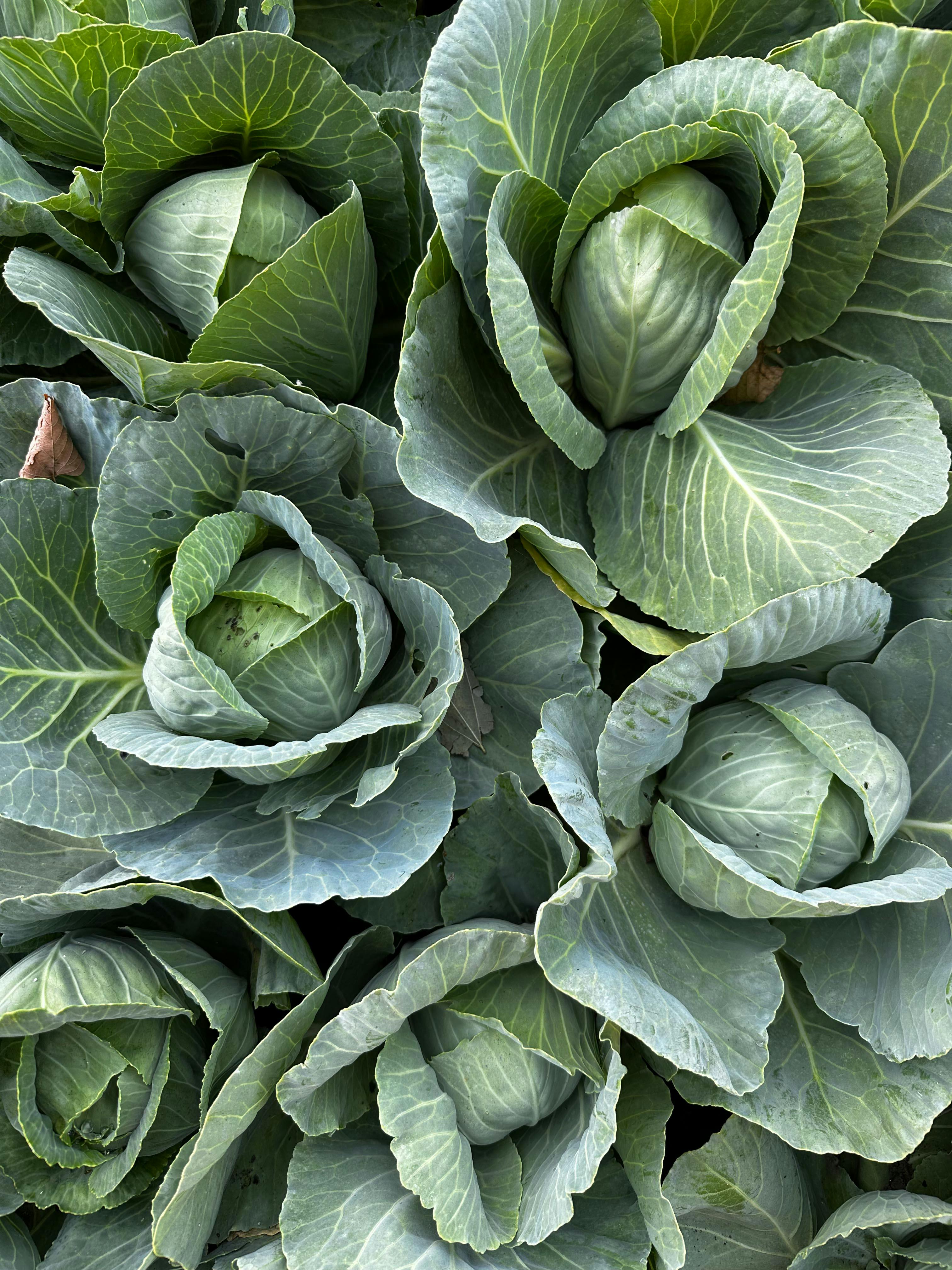 Close up of Cabbage · Free Stock Photo