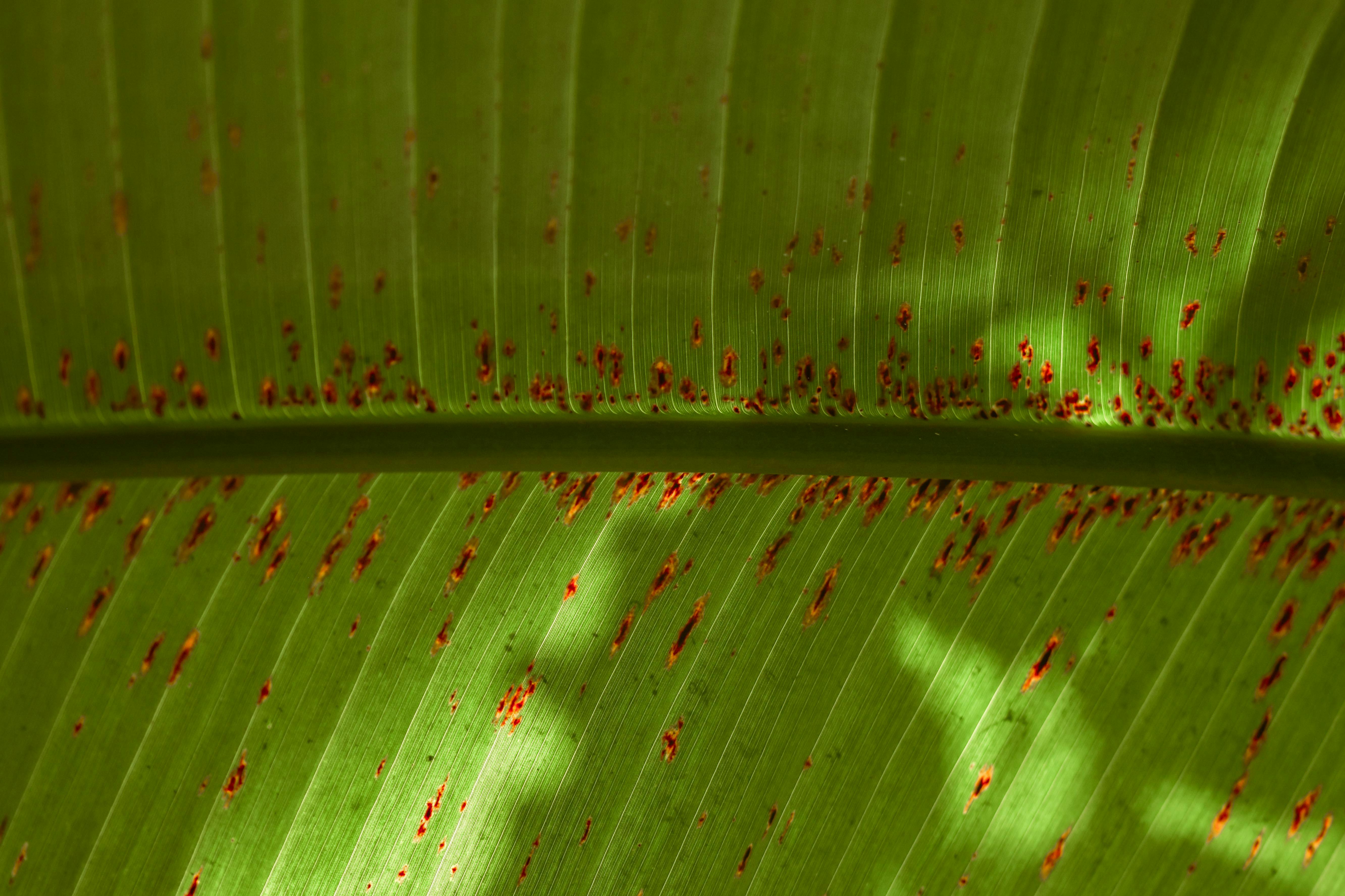 Spotting Photos, Download The BEST Free Spotting Stock Photos & HD Images