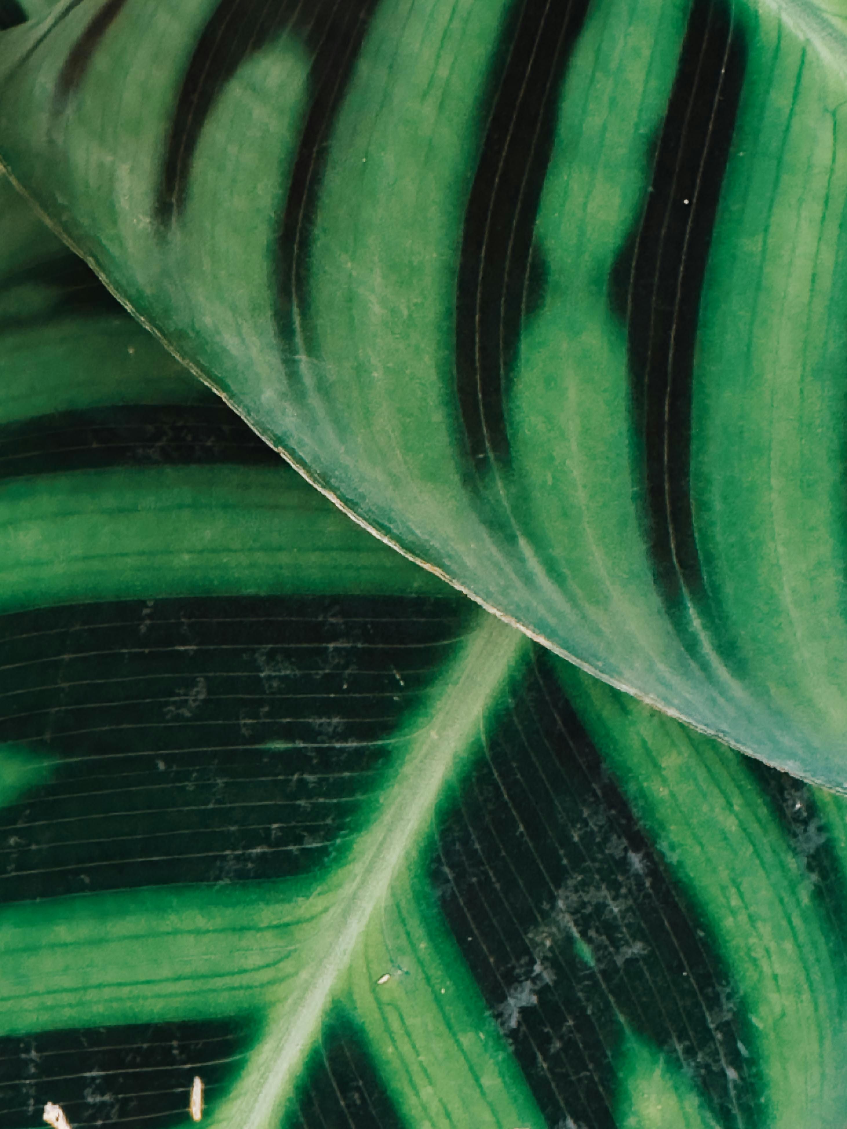 Fresh Green Photos, Download The BEST Free Fresh Green Stock Photos ...