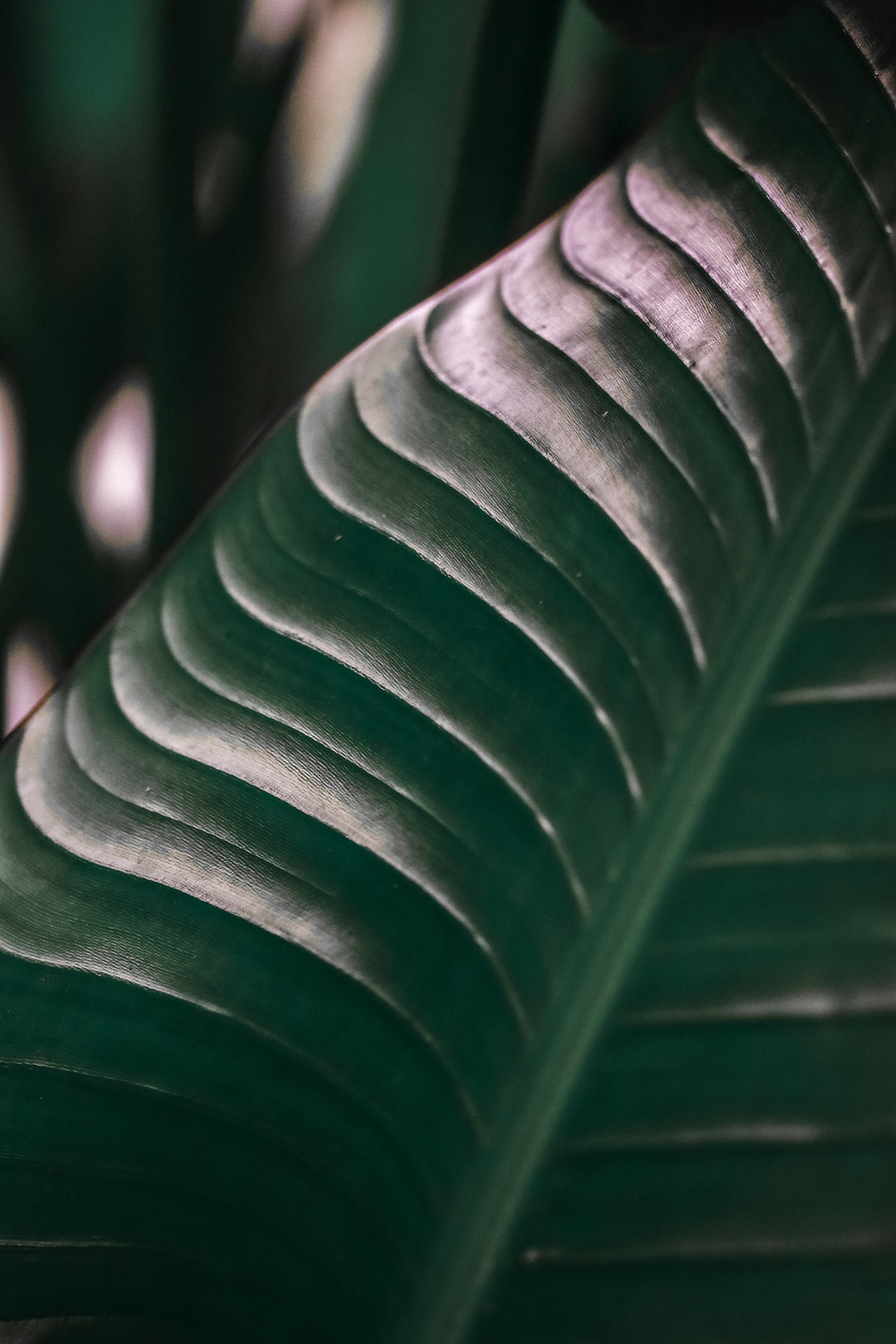 Green Leaf · Free Stock Photo