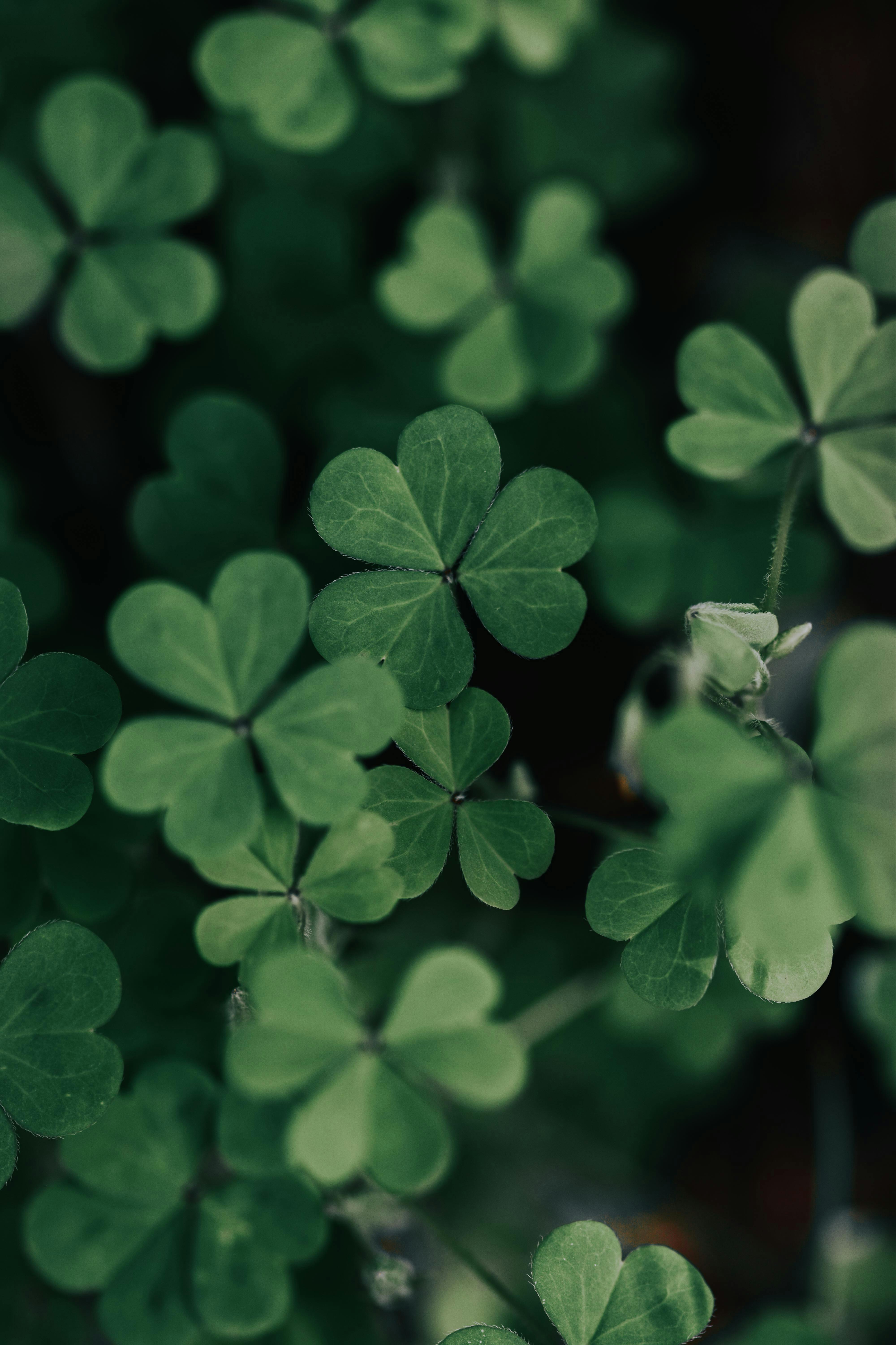 Young clover · Free Stock Photo