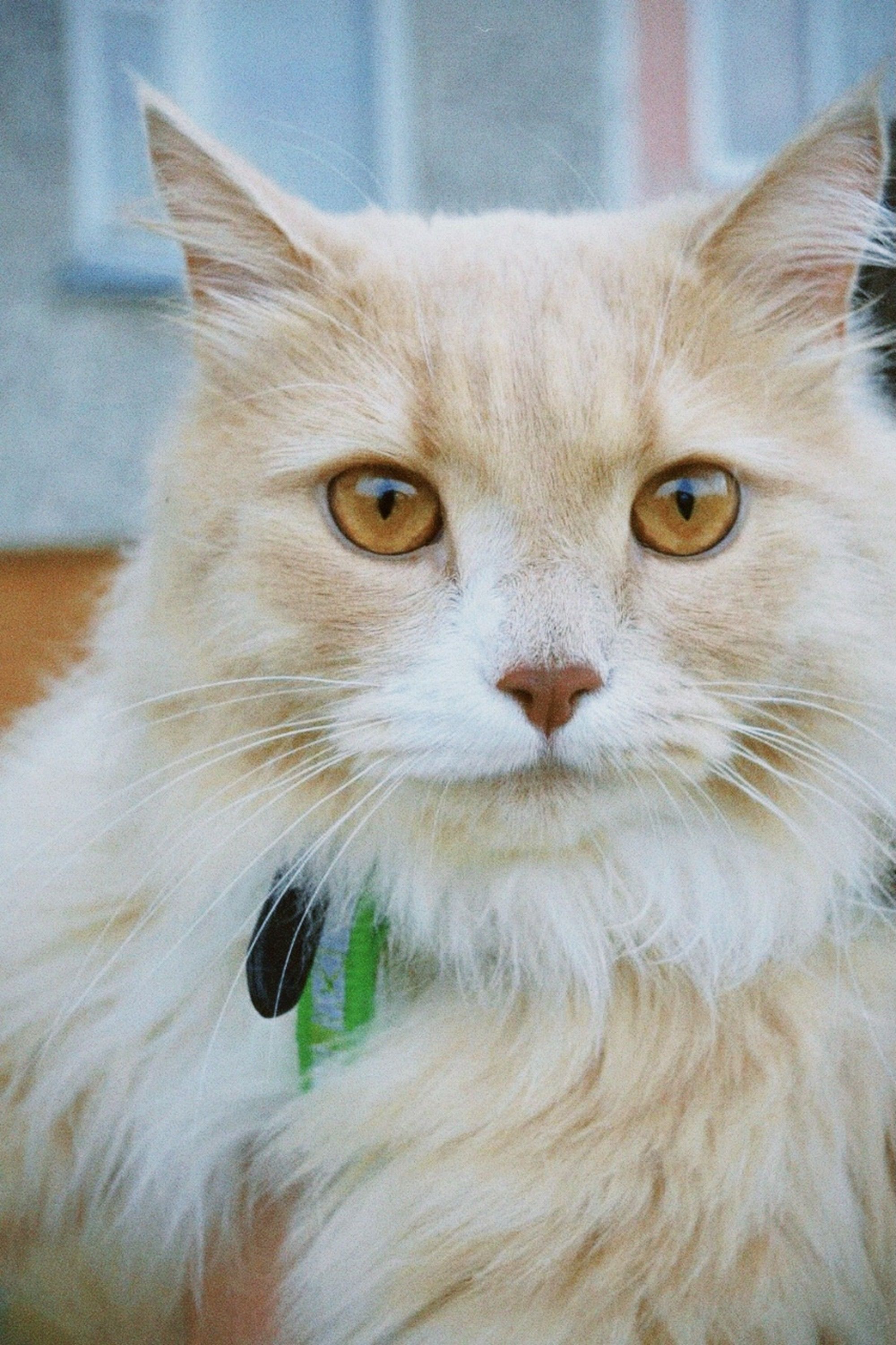 Foto stok gratis tentang alam, anak kucing, bagus, berbulu, berwarna ...