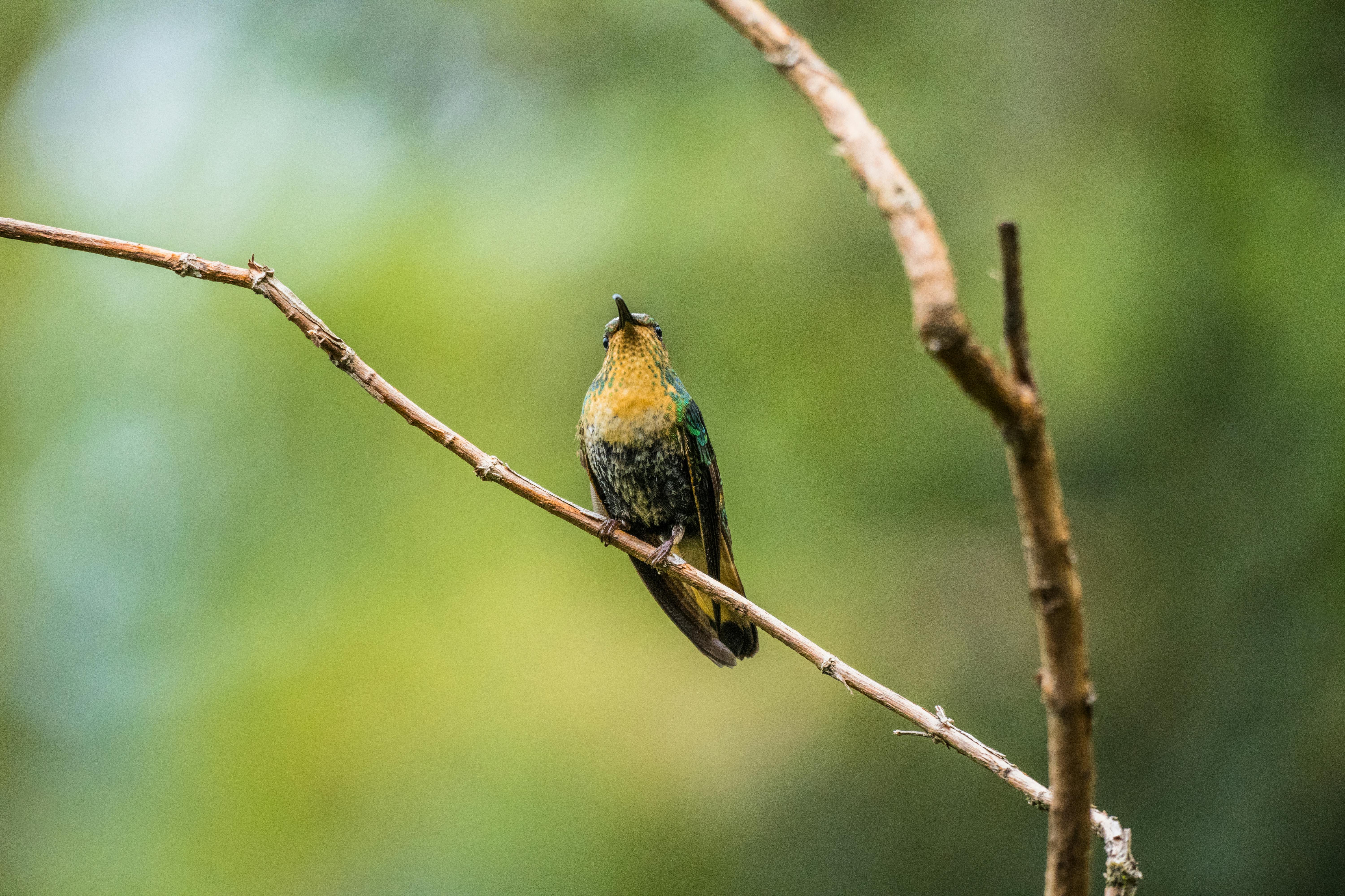 Bird Perched on Tree Branch · Free Stock Photo