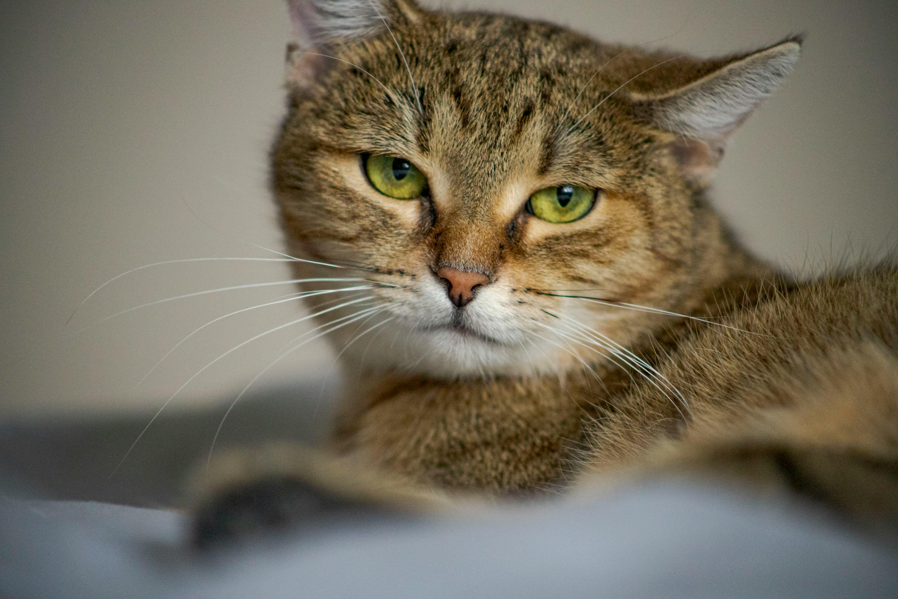 Photo gratuite de adorable, ami à fourrure, amoureux des chats, animal ...