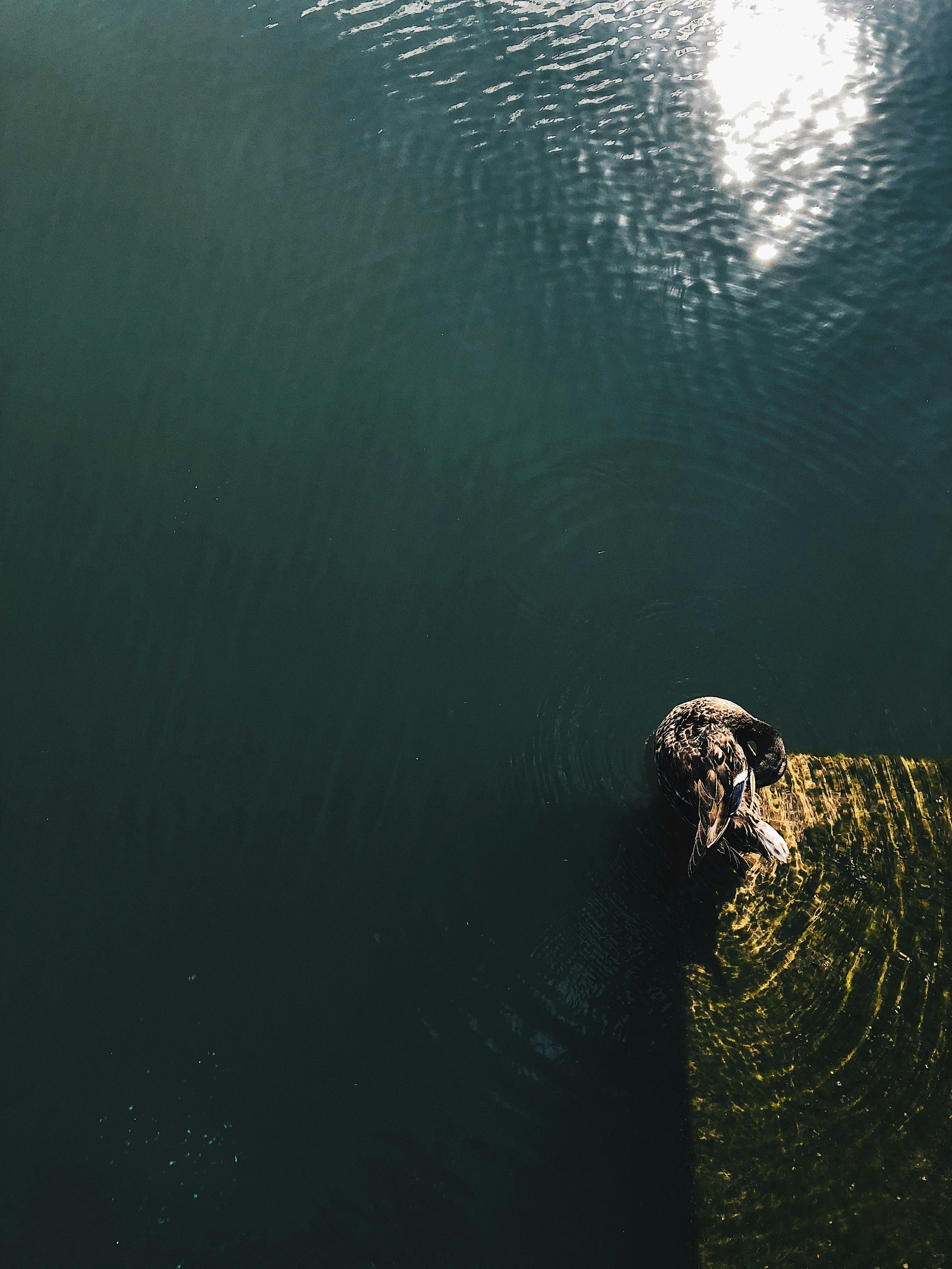 Lower Duck Photos, Download The BEST Free Lower Duck Stock Photos & HD ...