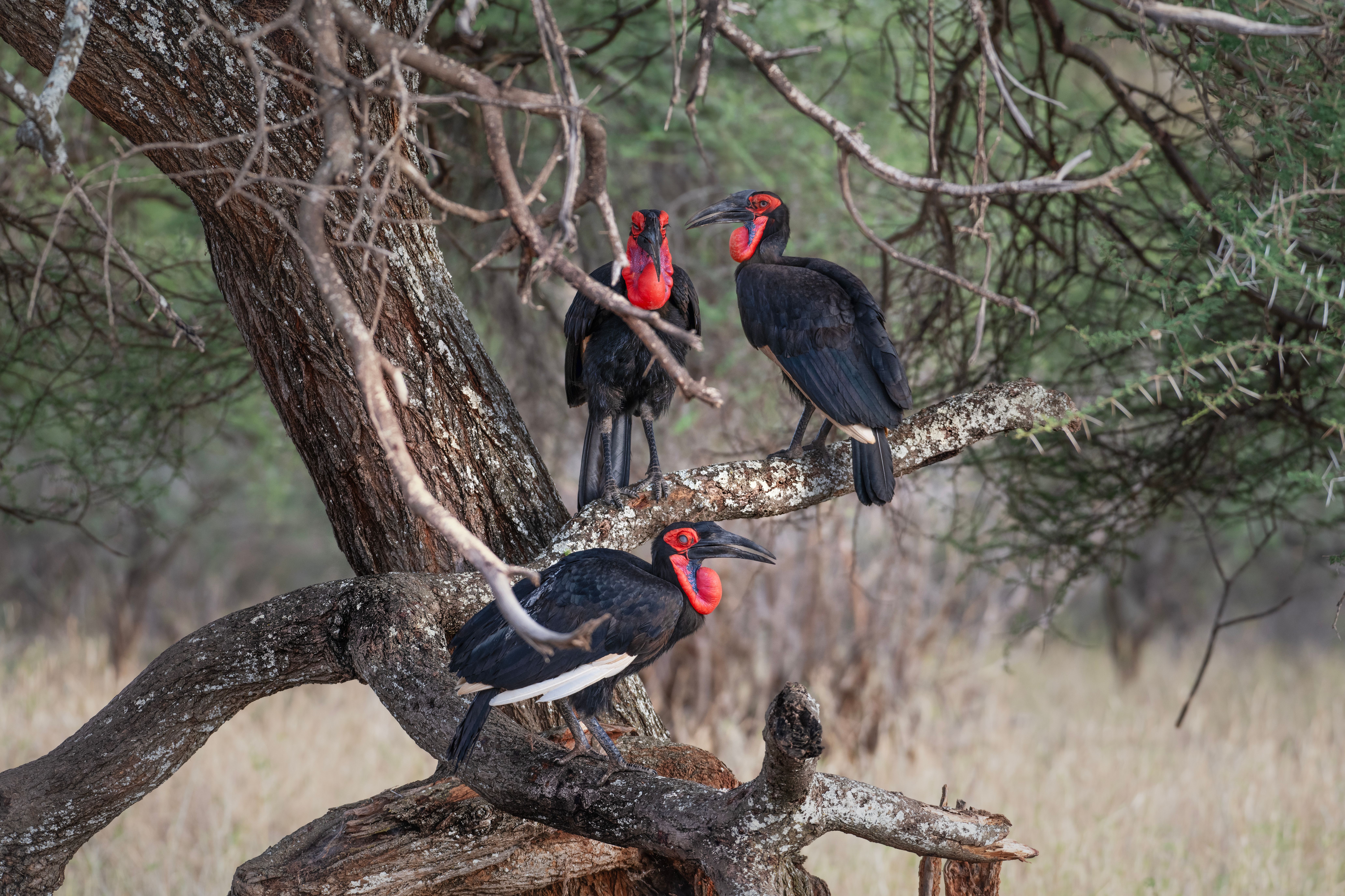 Photo gratuite de afrique, anatomie des oiseaux, arbre, branches d ...