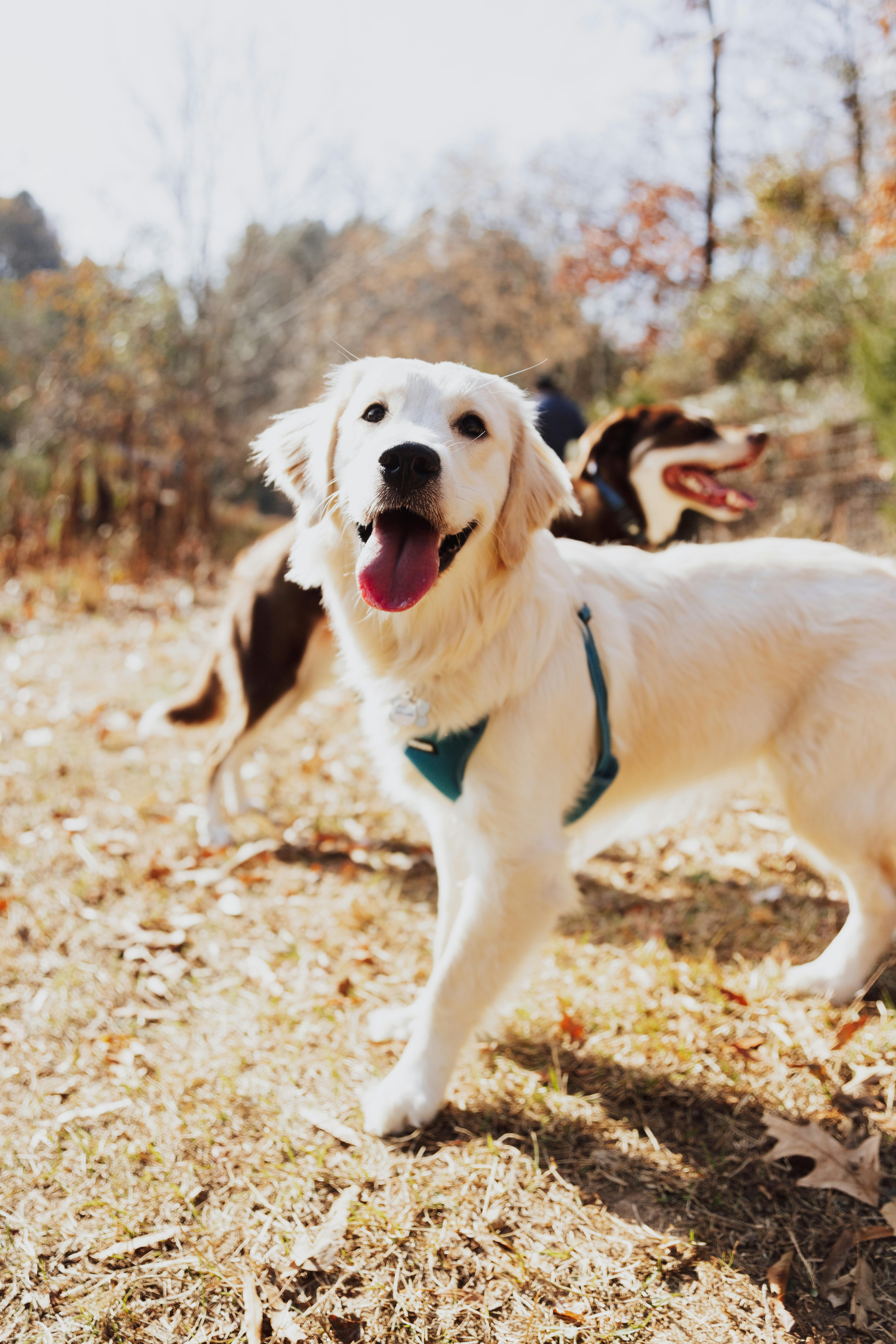 Dogs Playing Outside in Sunlight · Free Stock Photo