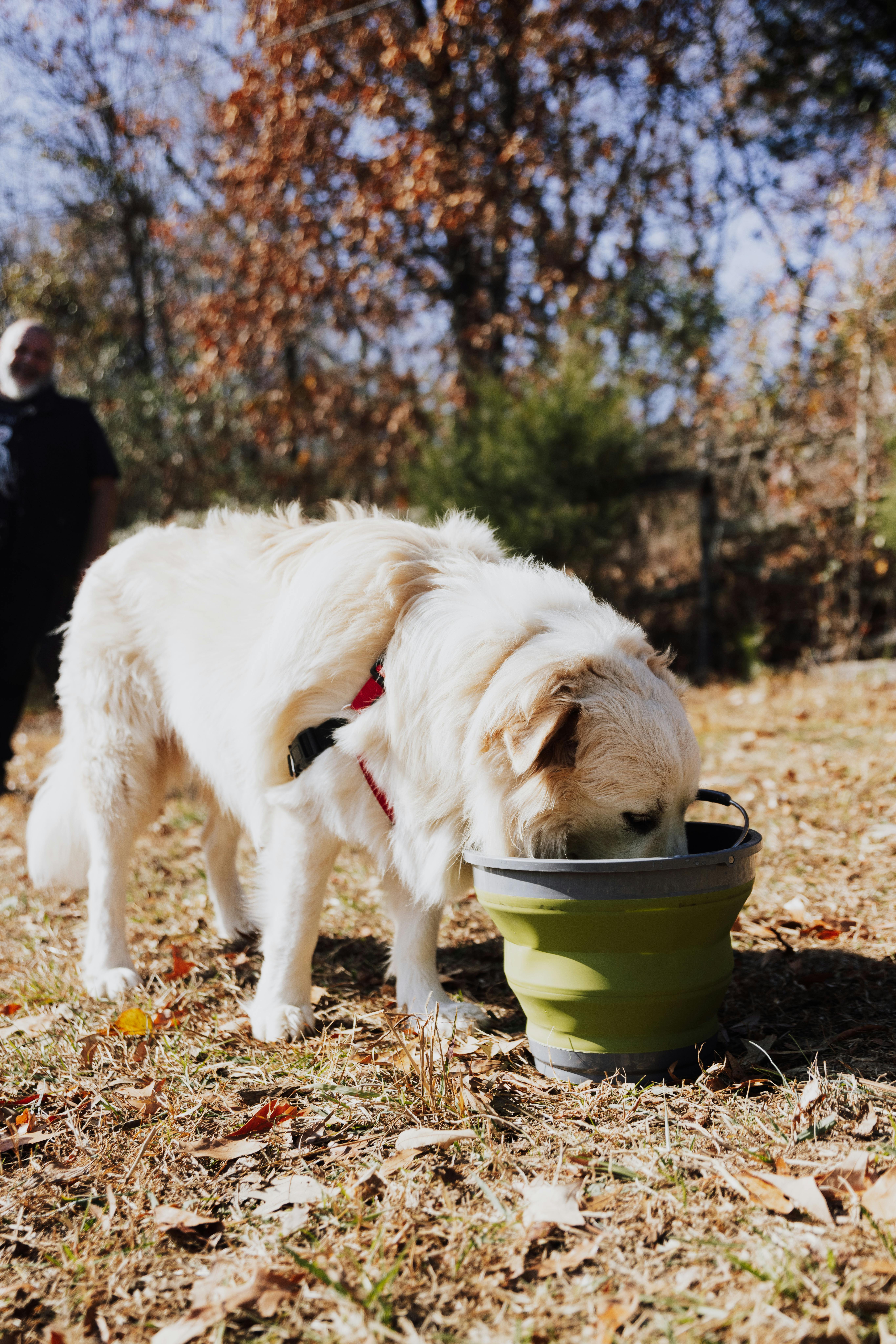 Adorable Bichon Frise Standing on Tree Log · Free Stock Photo