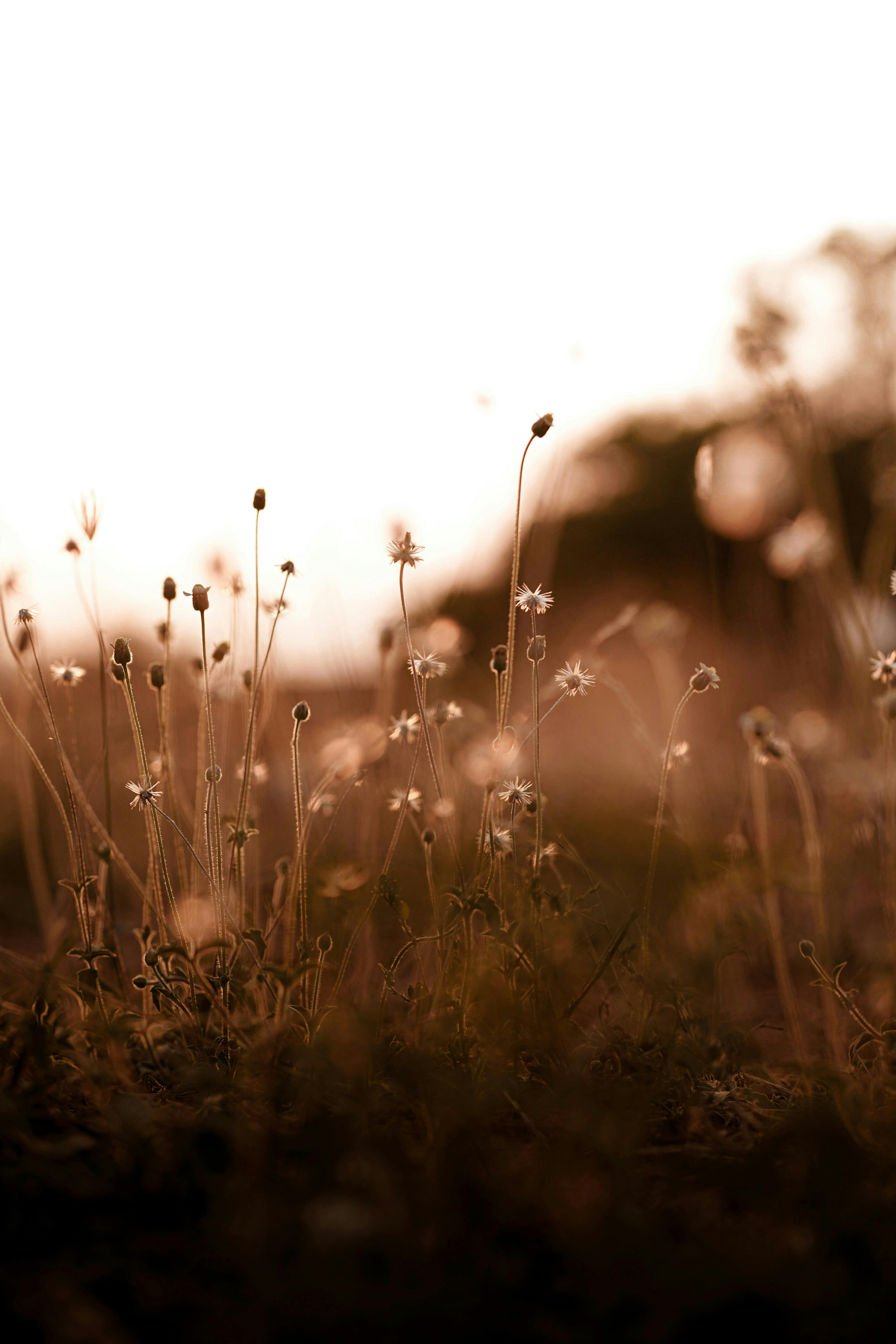 Close-up of Dry Flowers on a Meadow · Free Stock Photo