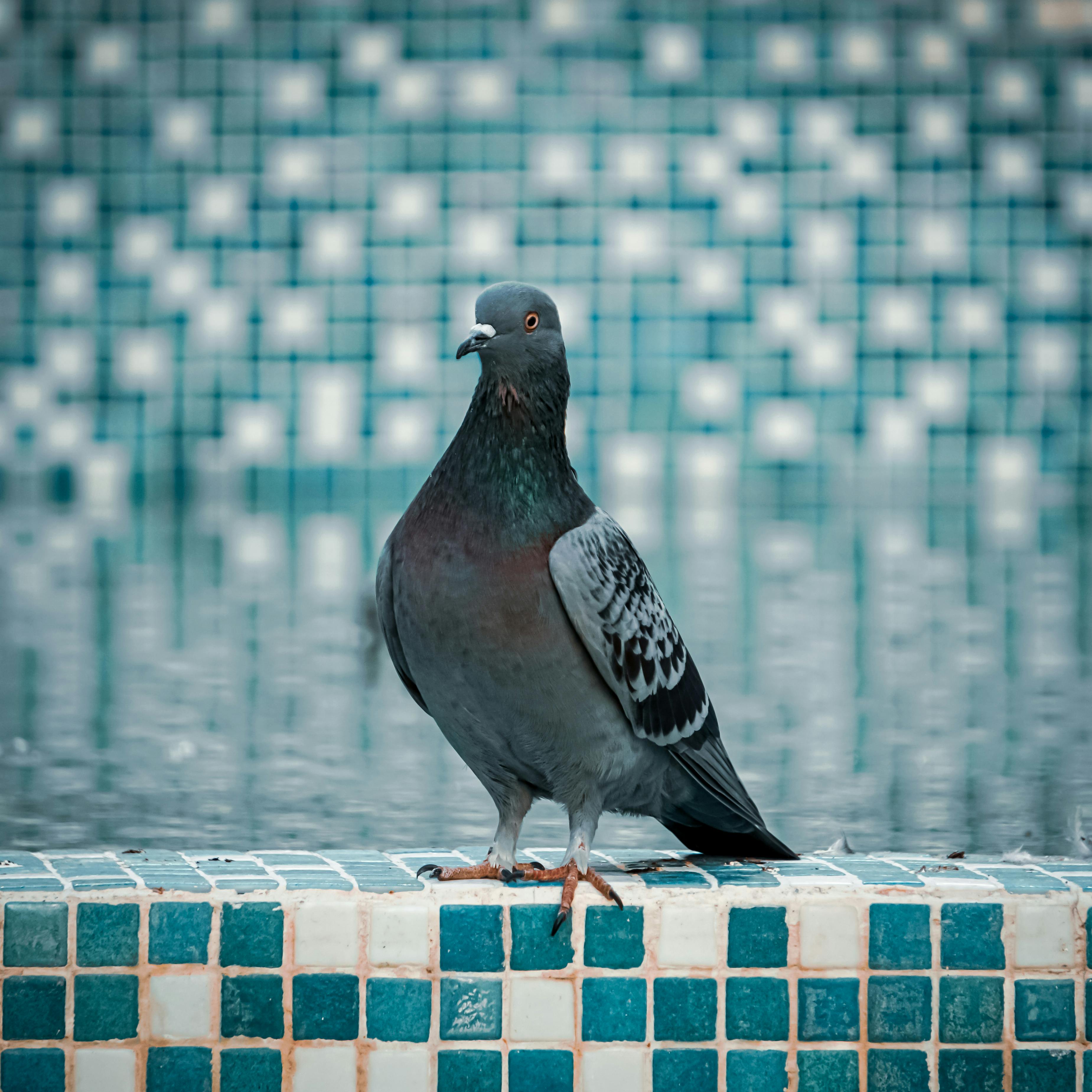 Pool Floatie Photos, Download The BEST Free Pool Floatie Stock Photos ...