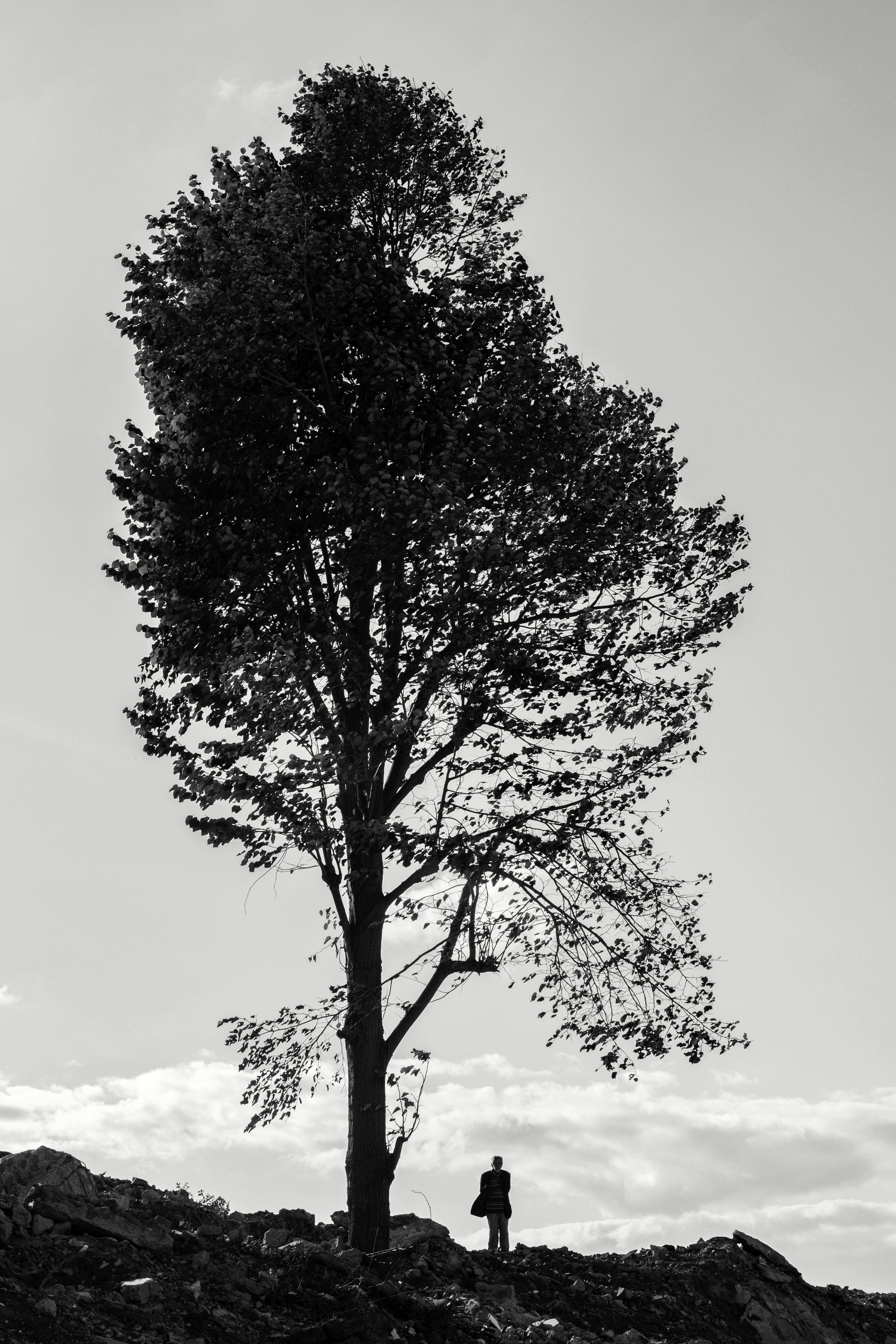 Person Standing Alone by Large Tree · Free Stock Photo