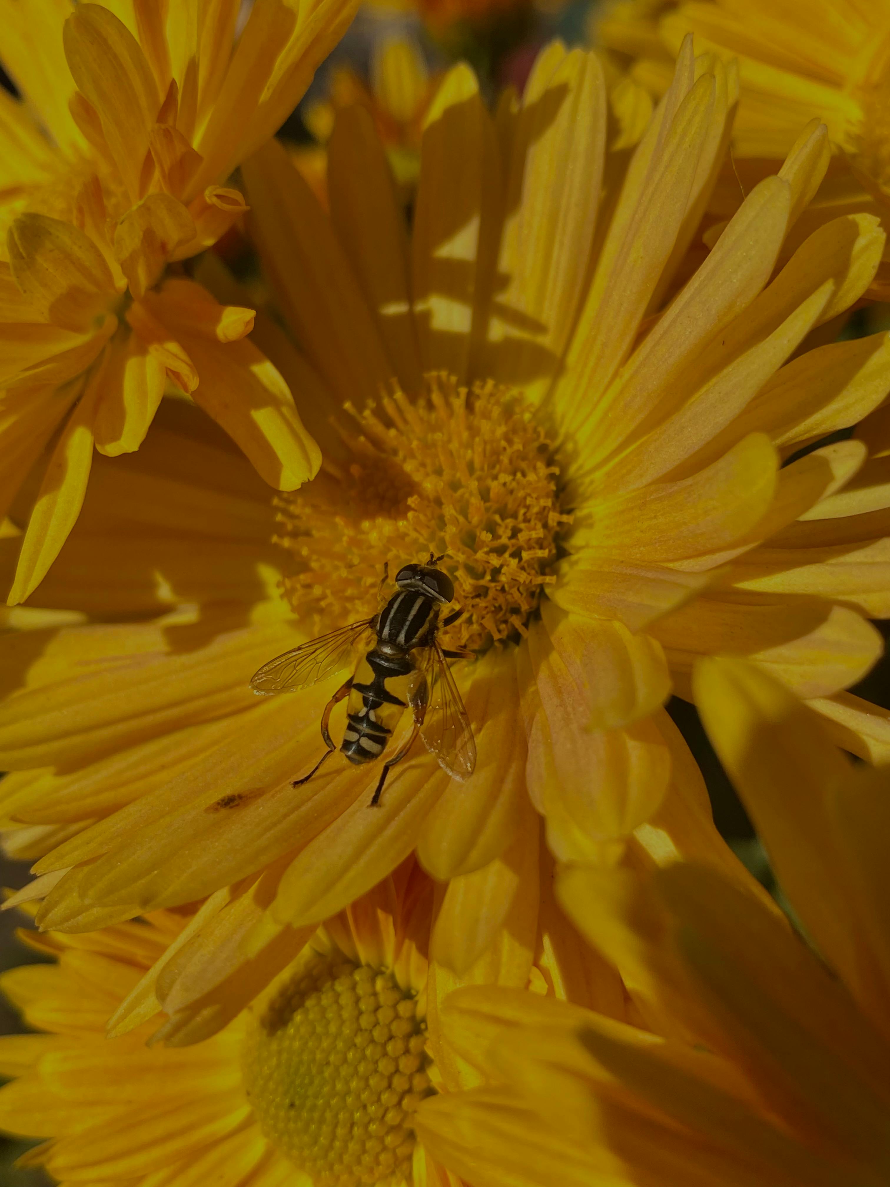 Pollination Photos, Download The BEST Free Pollination Stock Photos ...