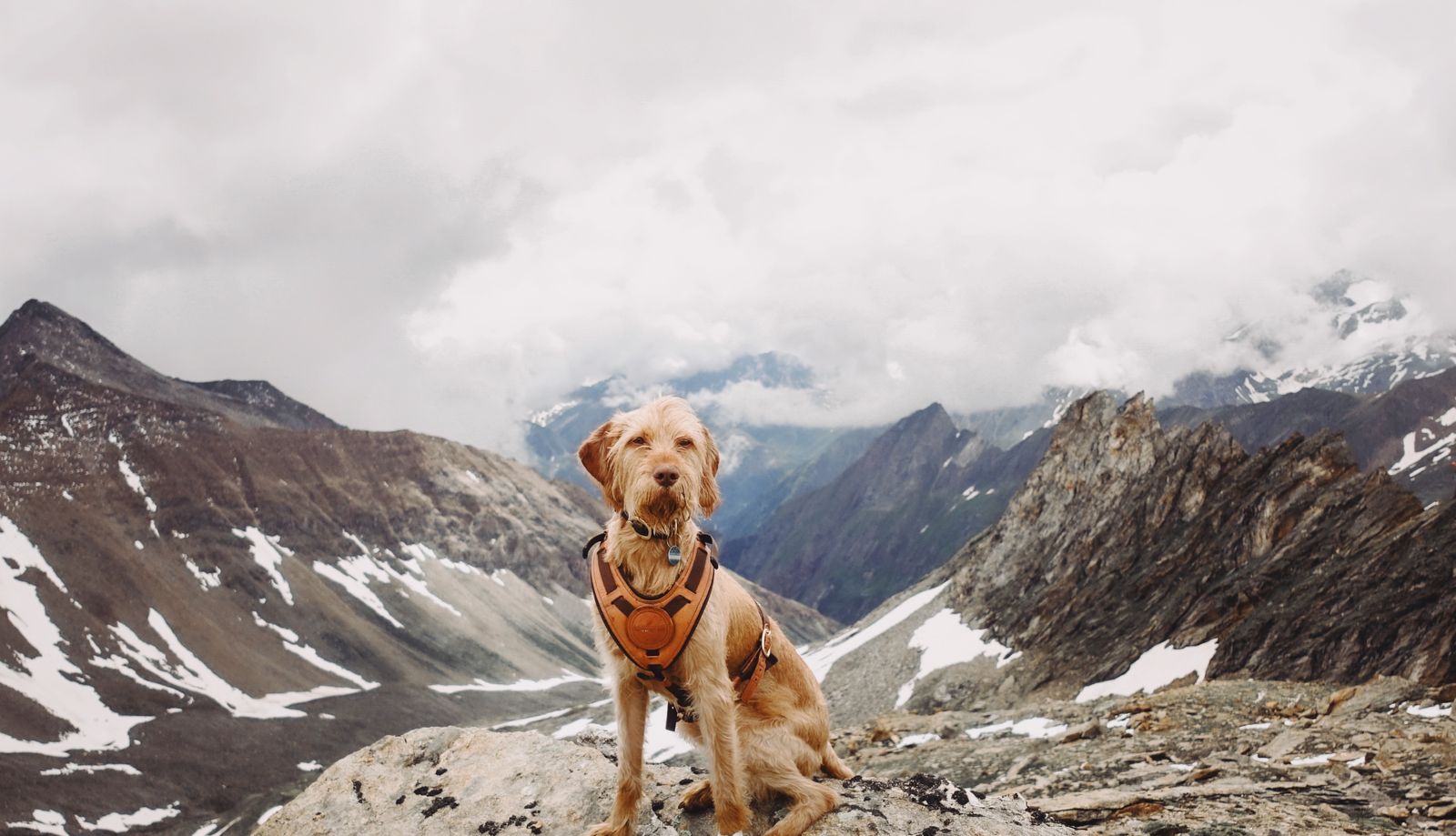 Burneese Mountain Dog Photos, Download The BEST Free Burneese Mountain ...