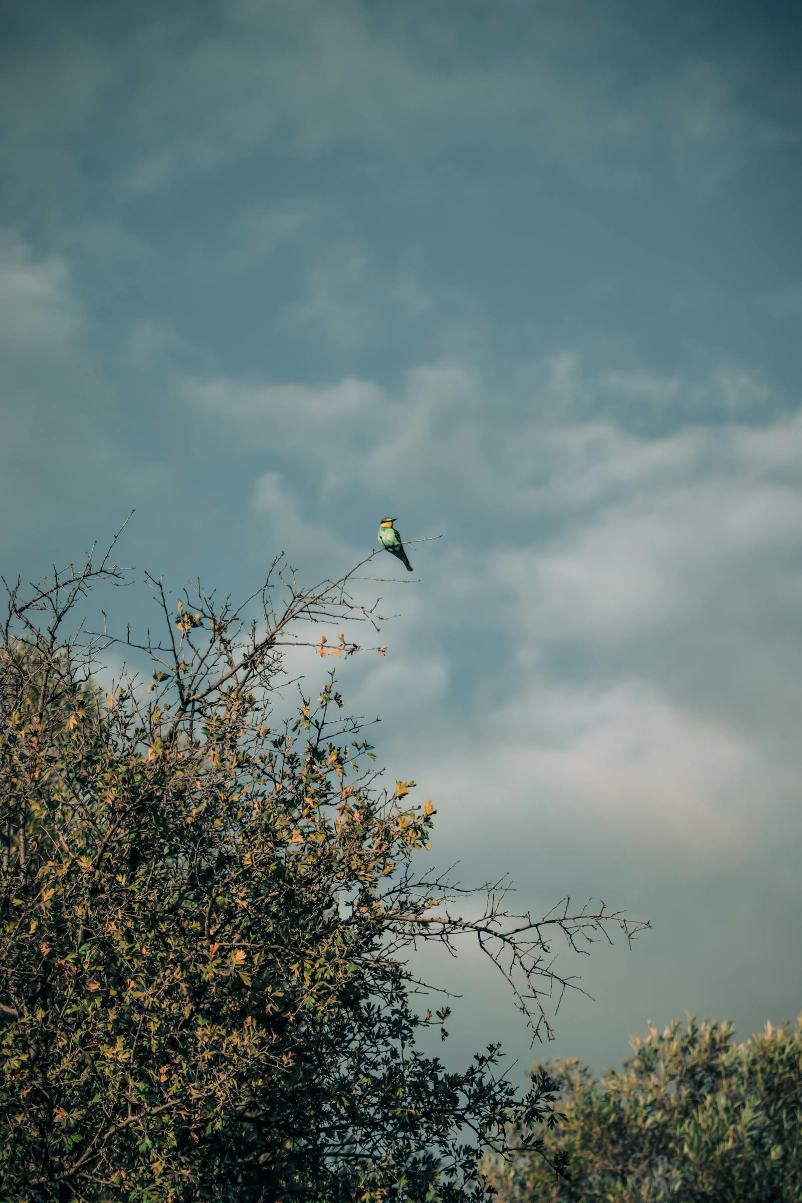 Small Transformer Photos, Download The BEST Free Small Transformer ...