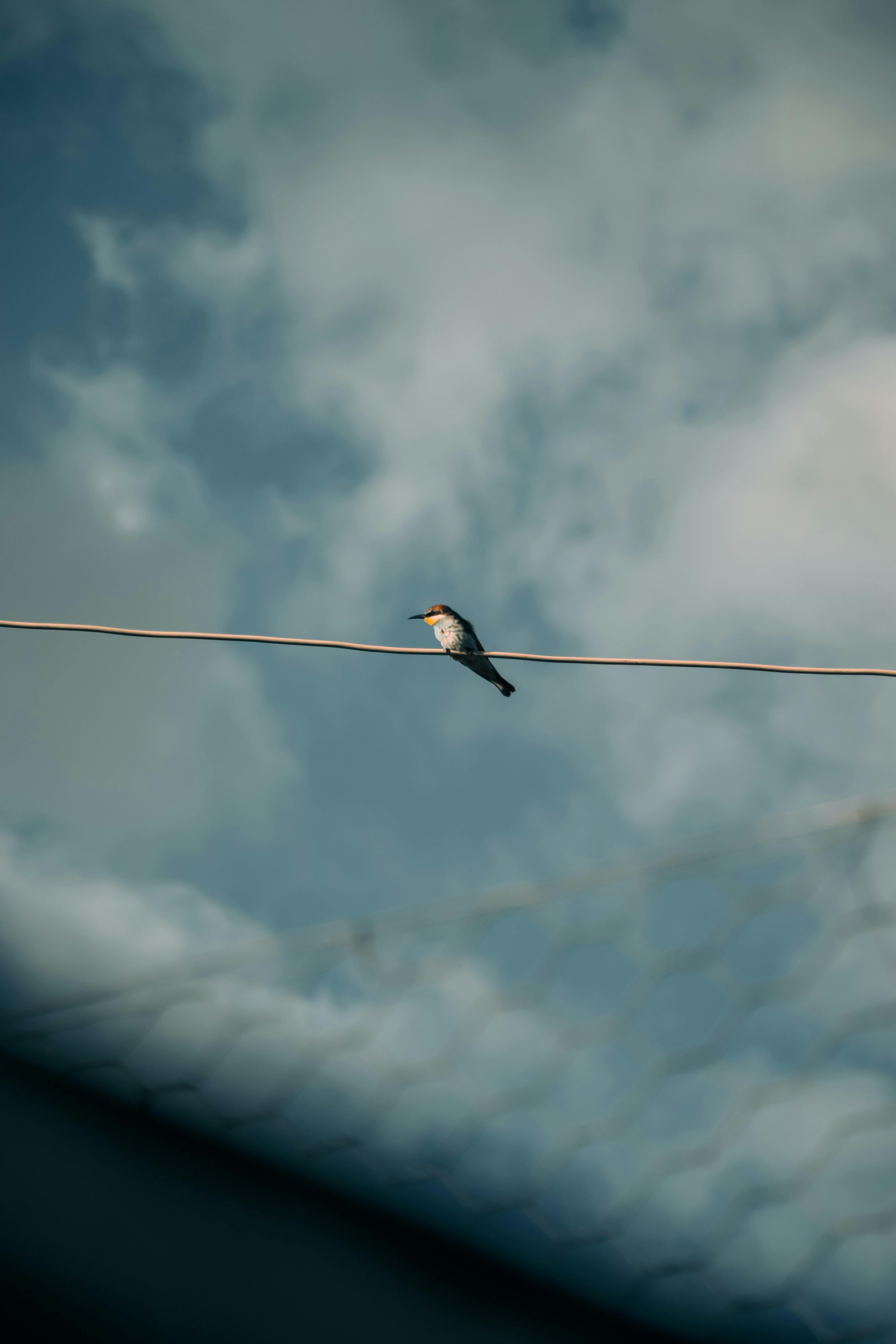 Sao Wire Photos, Download The BEST Free Sao Wire Stock Photos & HD Images