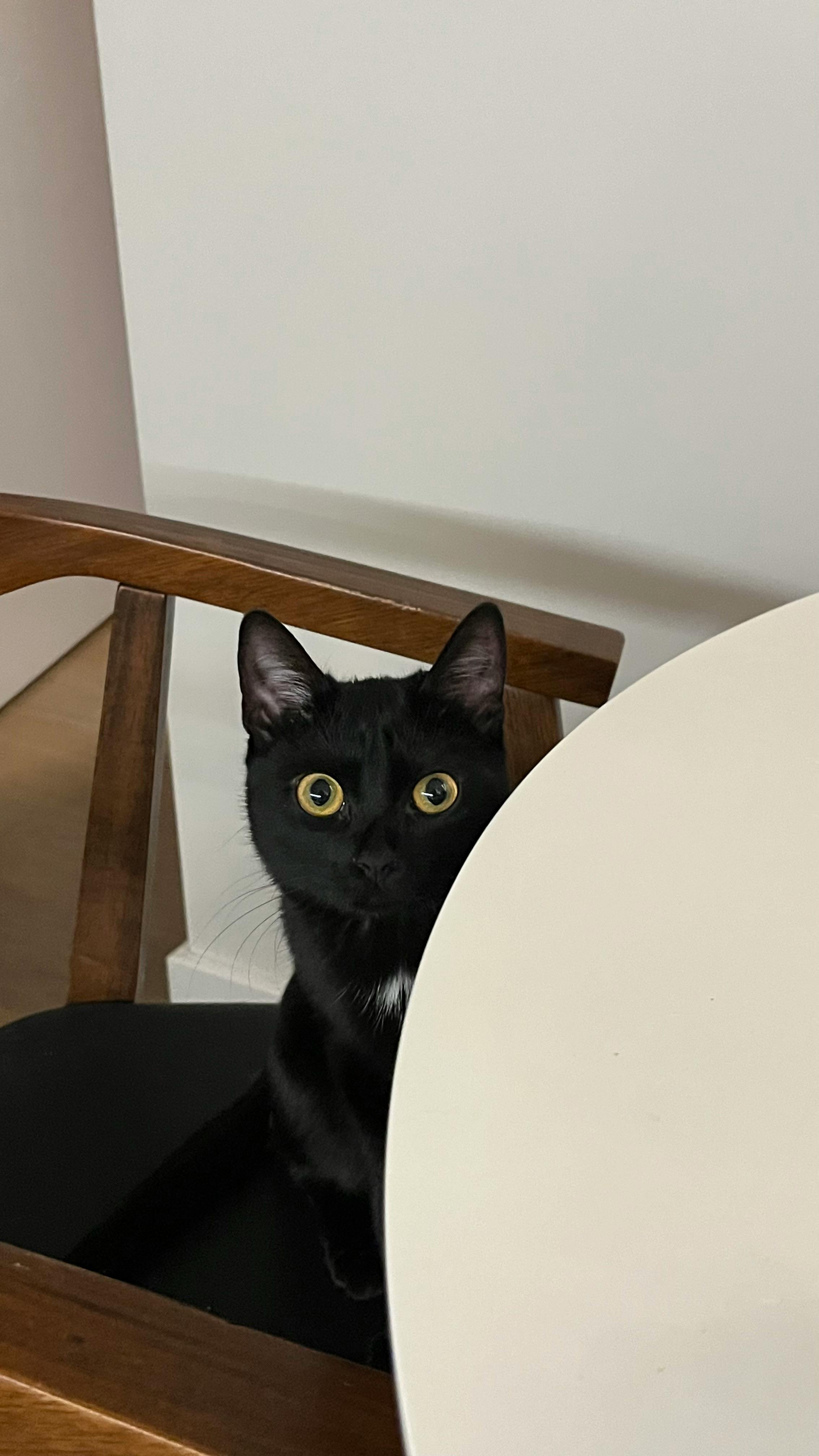 Cat Banner Photos, Download The BEST Free Cat Banner Stock Photos & HD ...