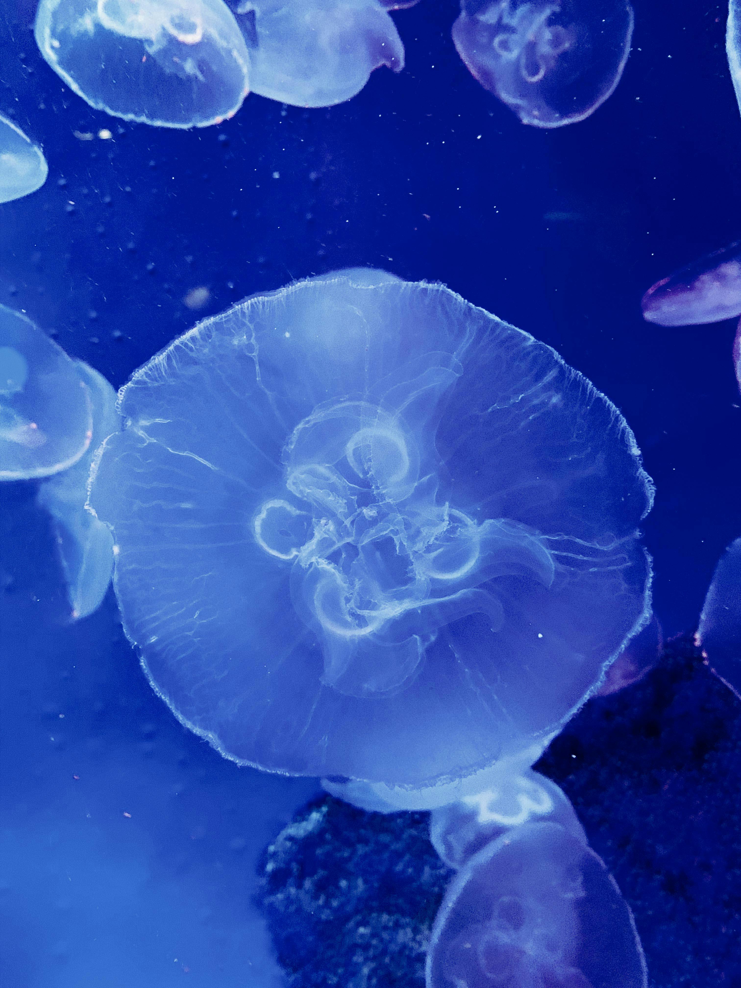 Moon Jellyfish Floating In Water · Free Stock Photo