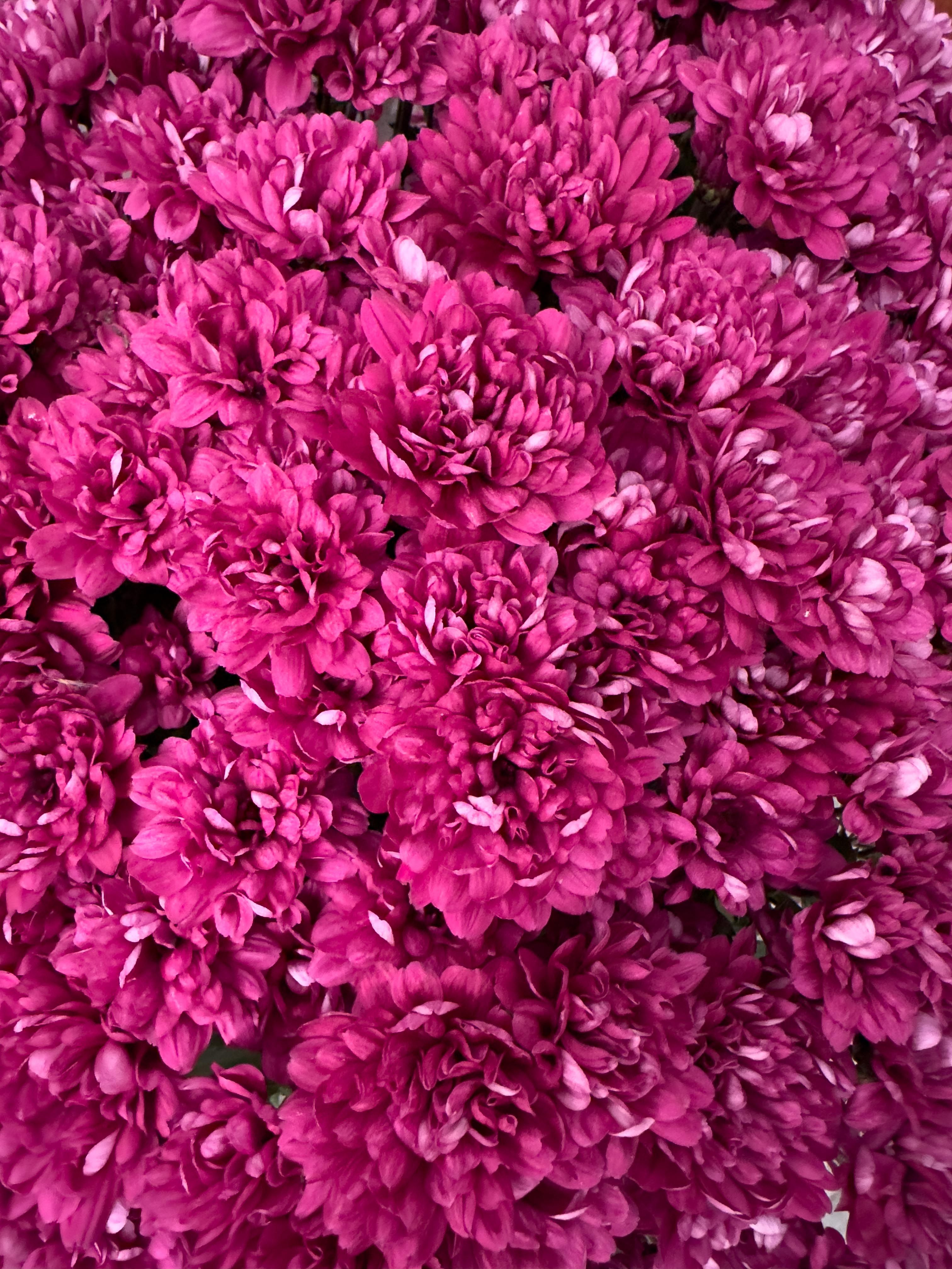 Blush Pink Flowers Photos, Download The BEST Free Blush Pink Flowers ...