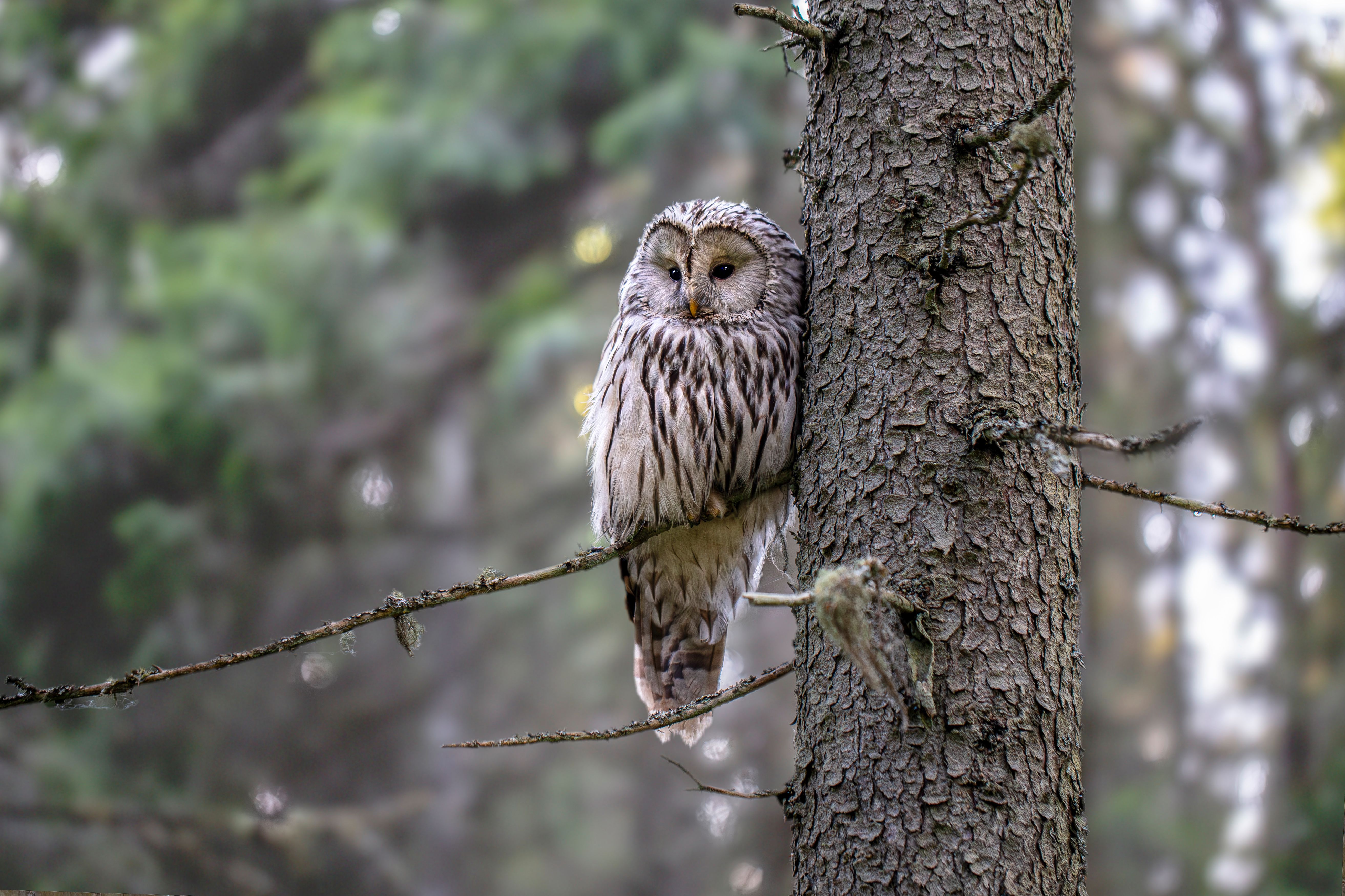 A small owl perched on a tree branch · Free Stock Photo