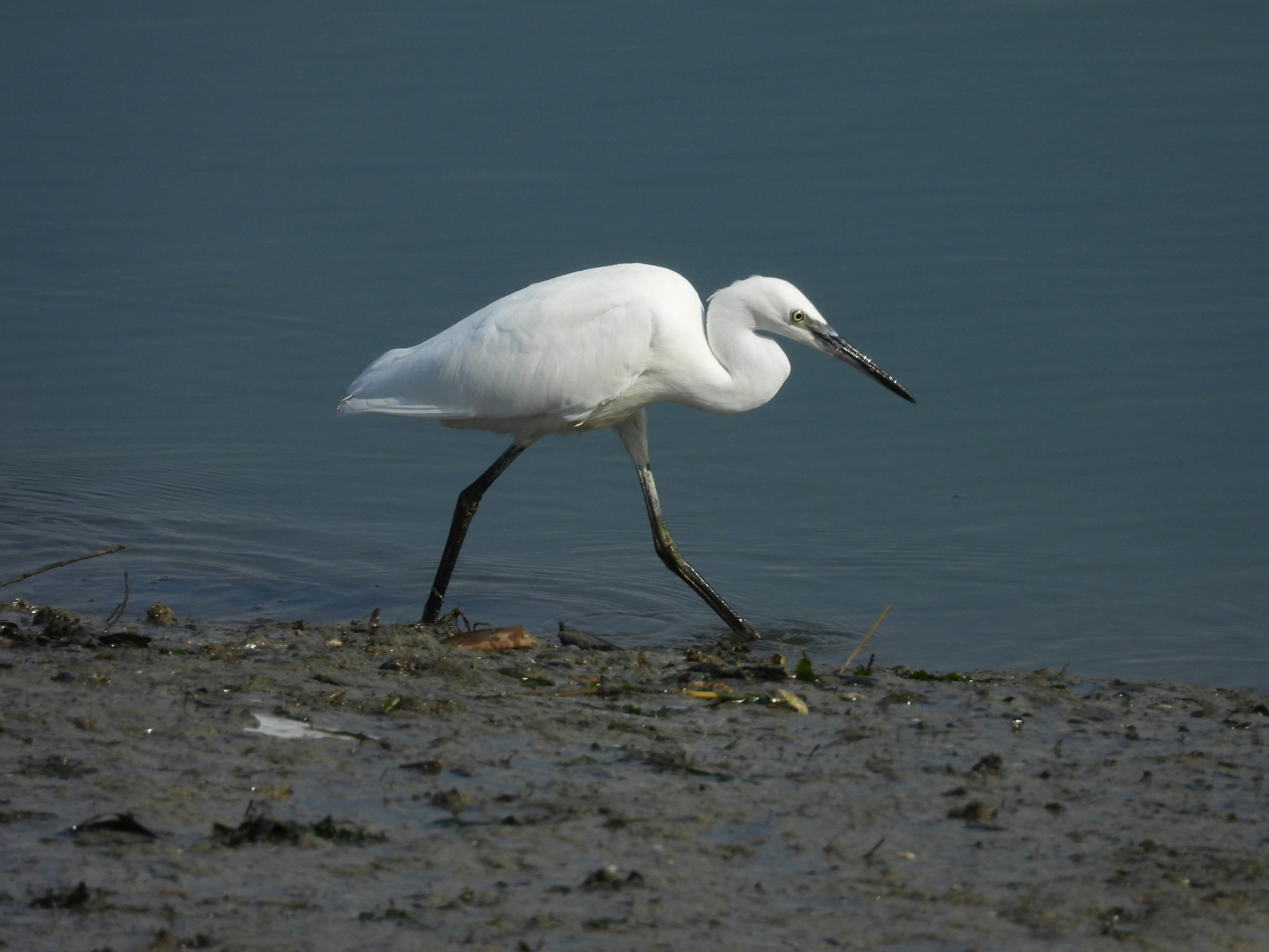 Portrait of Egret Bird · Free Stock Photo