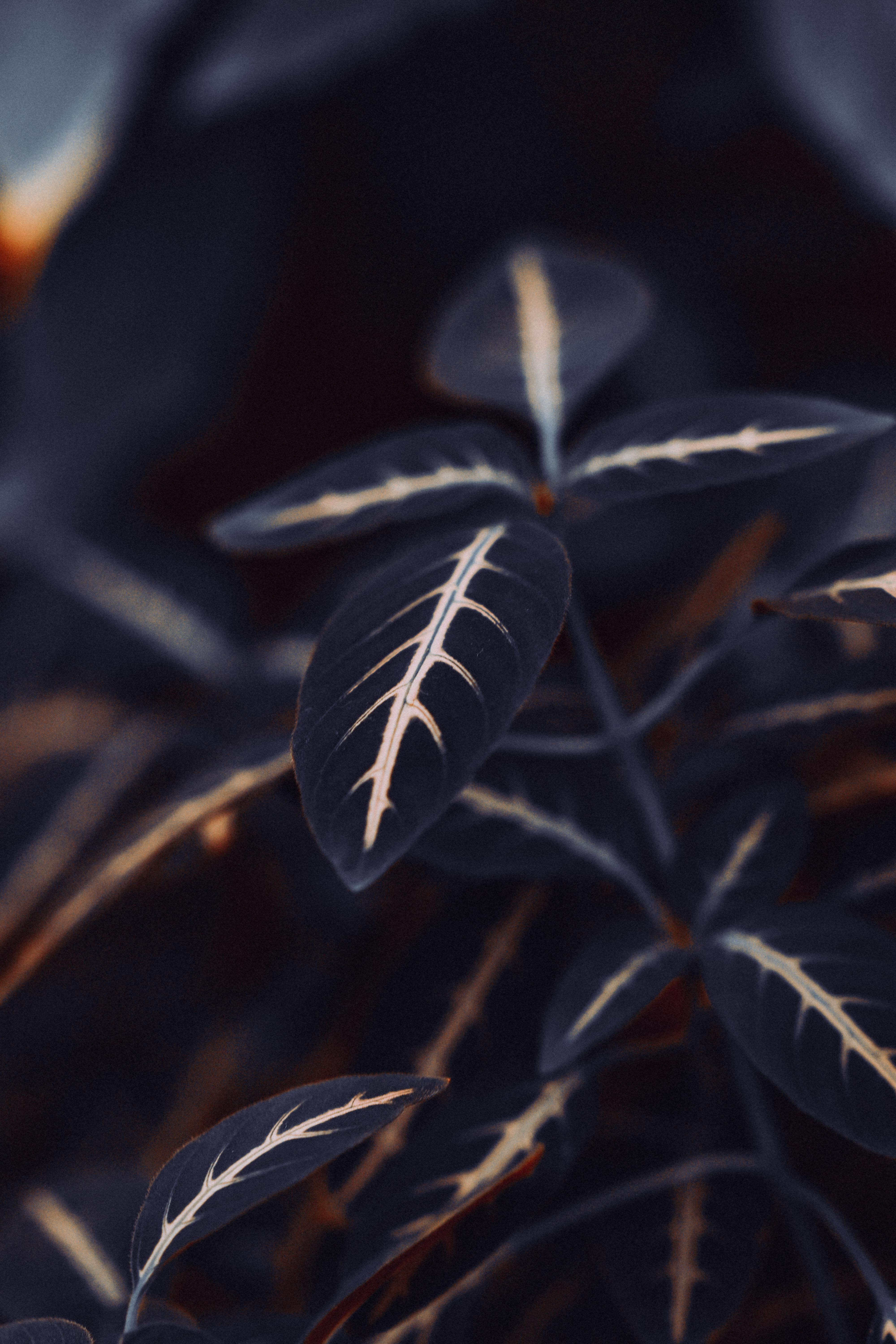 Close-up of Ruellia Devosiana Plant Leaves · Free Stock Photo