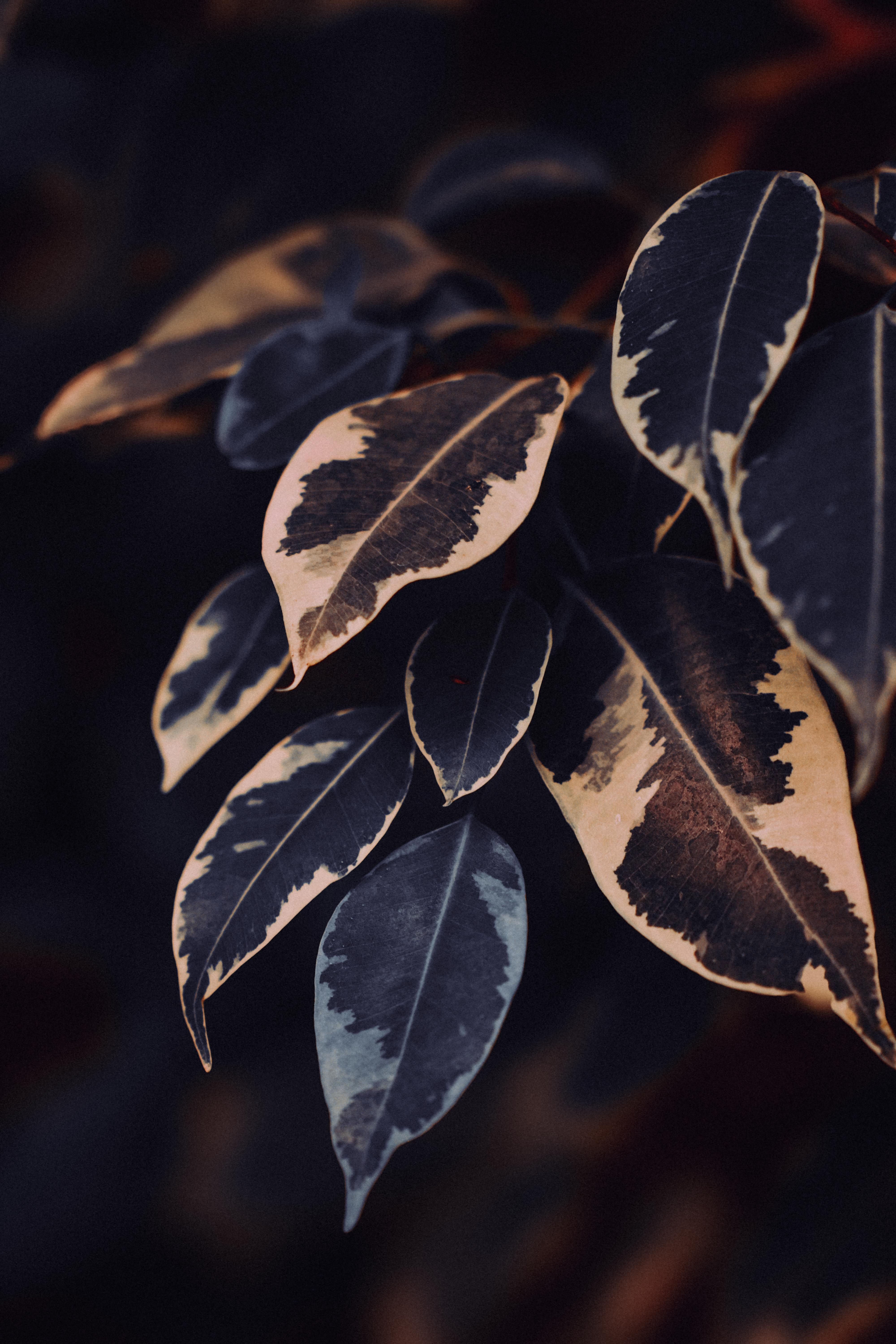 Green Plants with Variegated Leaves · Free Stock Photo