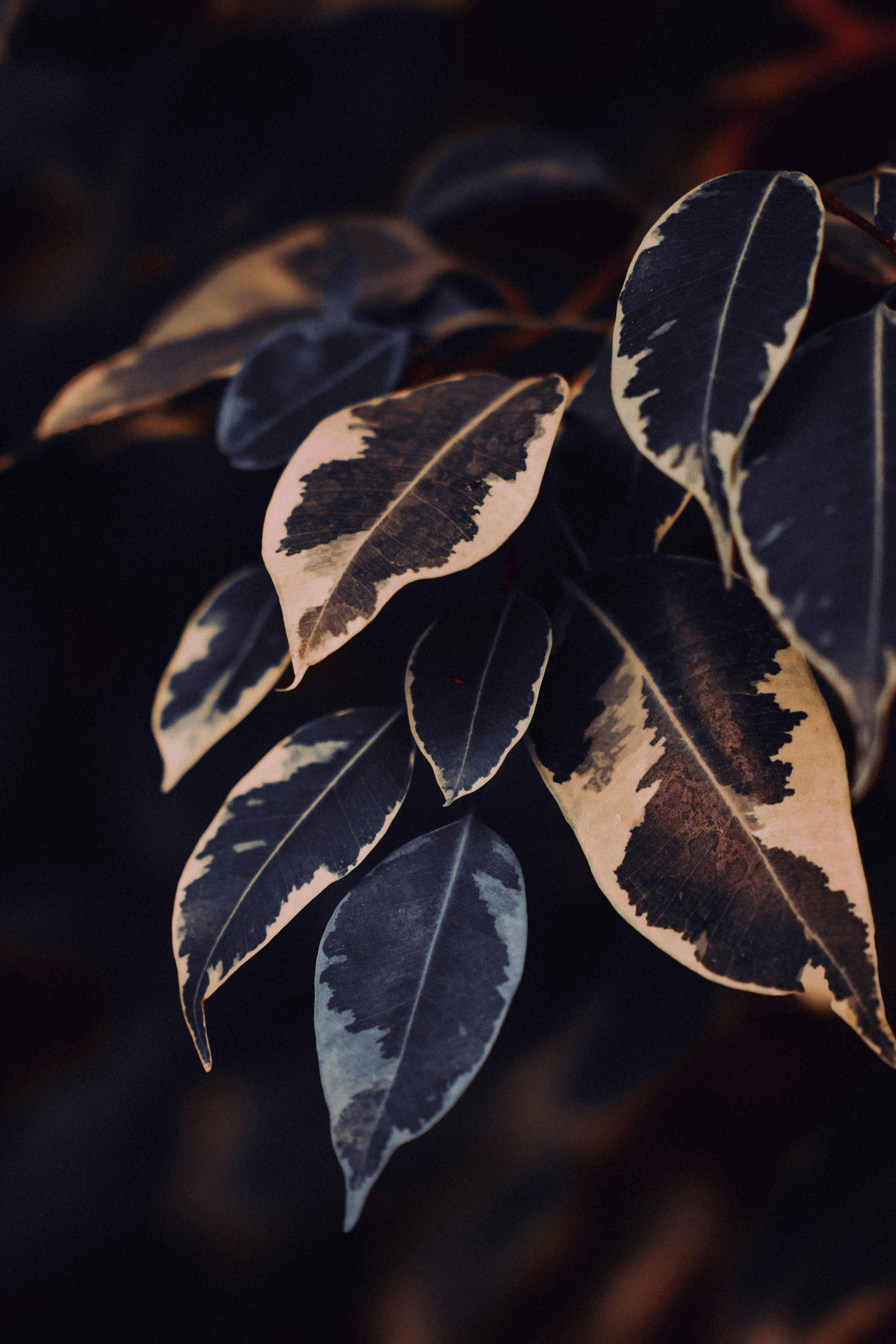 Close-up of Variegated Ficus Plant Leaves · Free Stock Photo