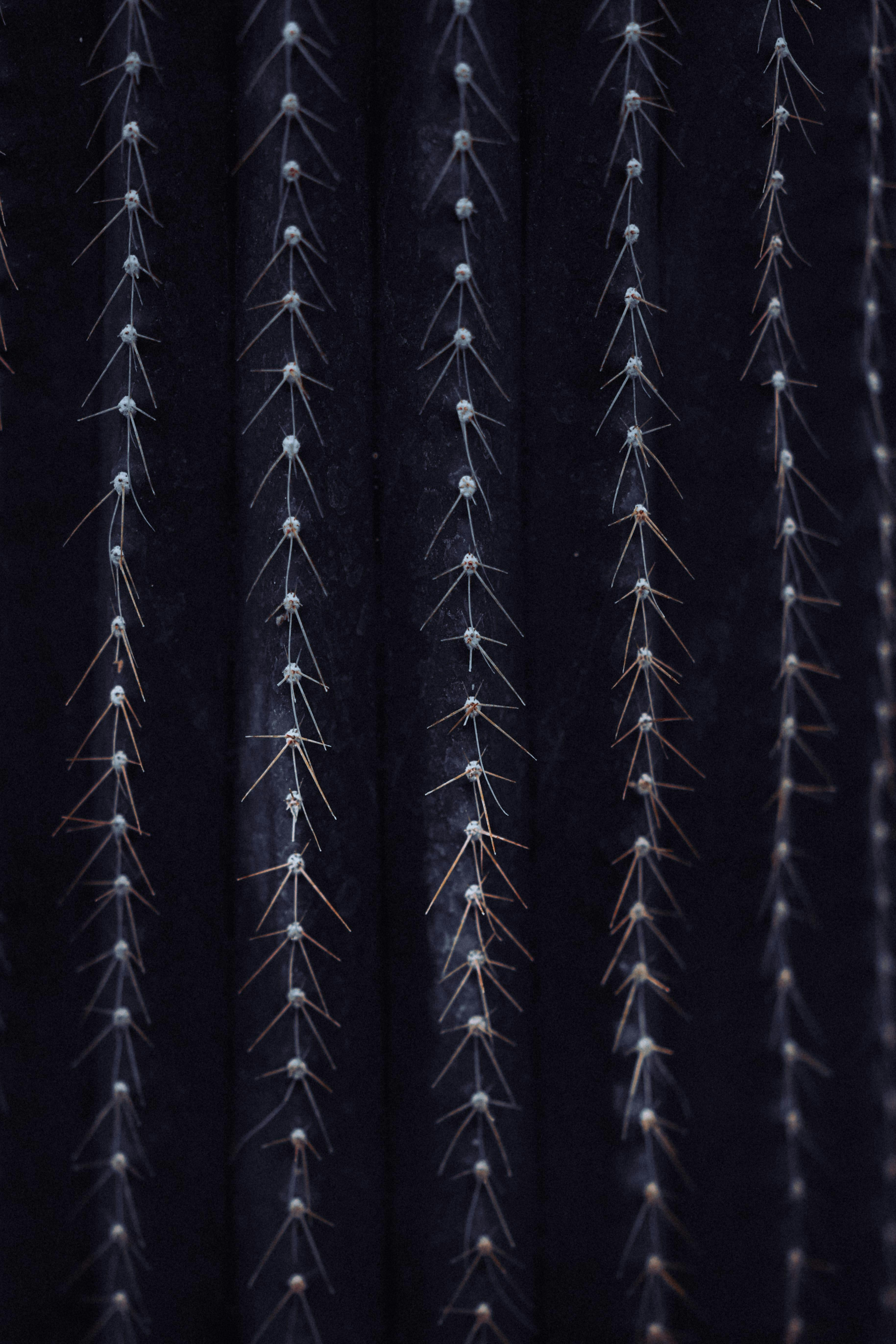 Selective Focus Photography of Pink Cactus Flower · Free Stock Photo