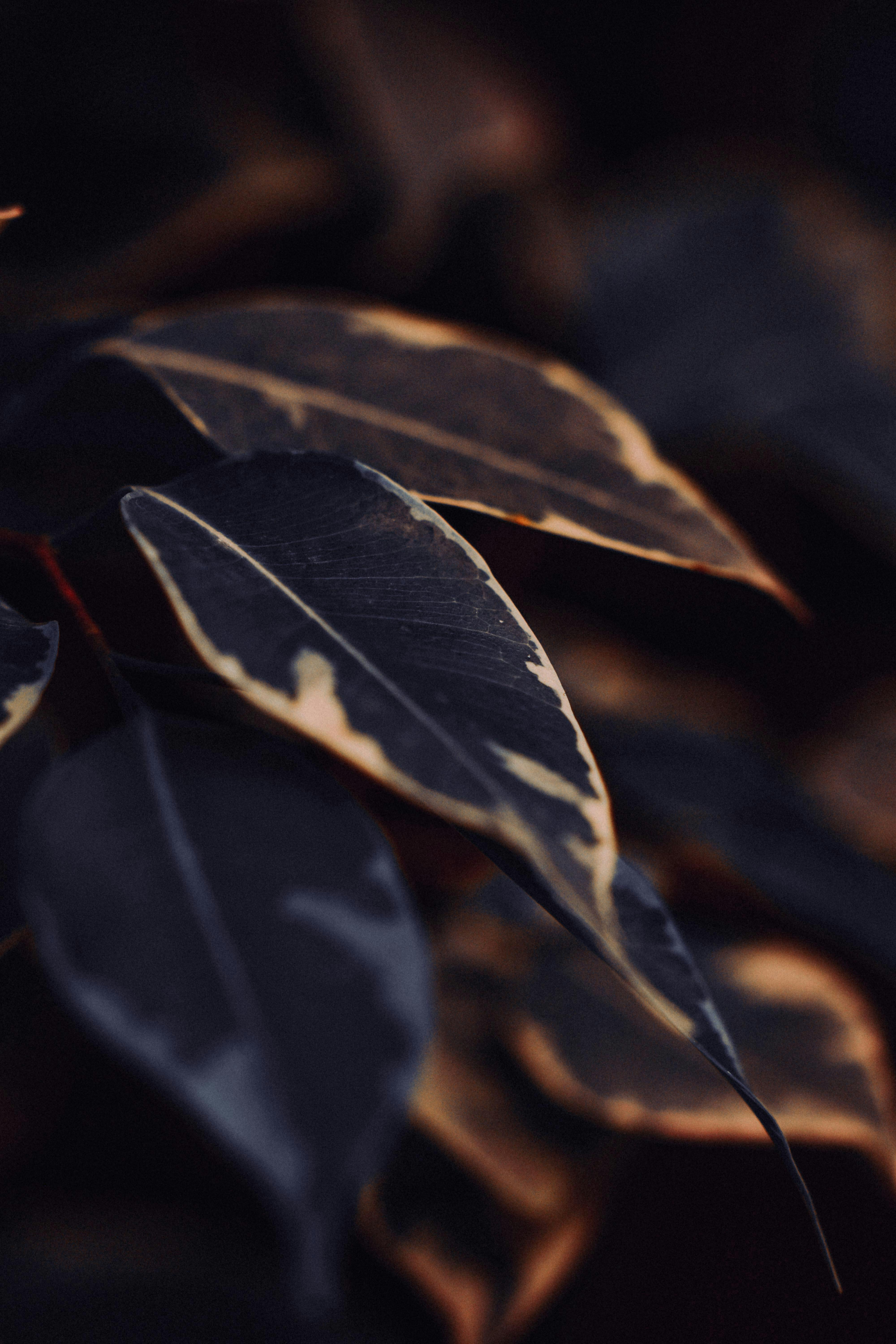 Mid Tones Photos, Download The BEST Free Mid Tones Stock Photos & HD Images