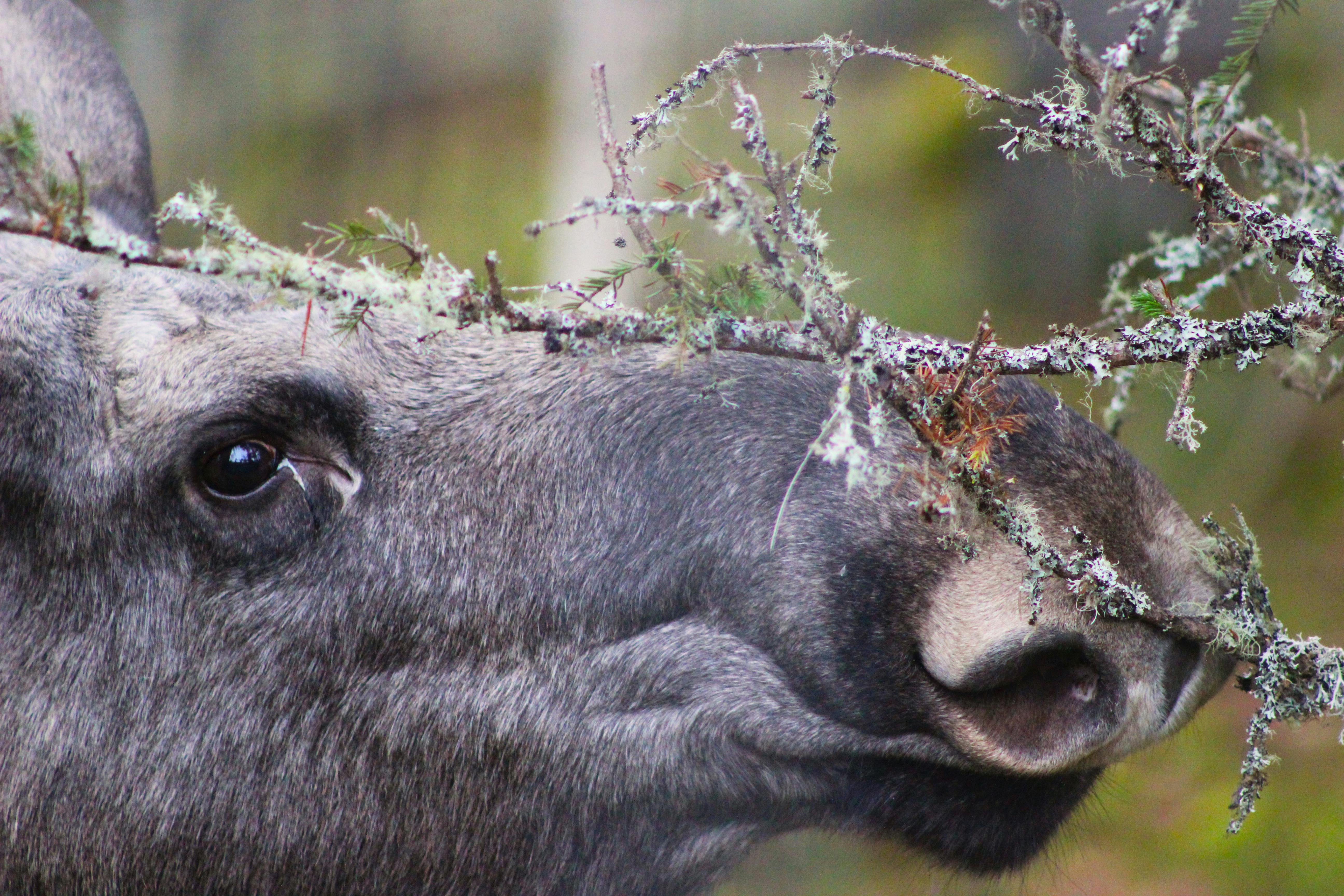 Close up of Moose Head · Free Stock Photo