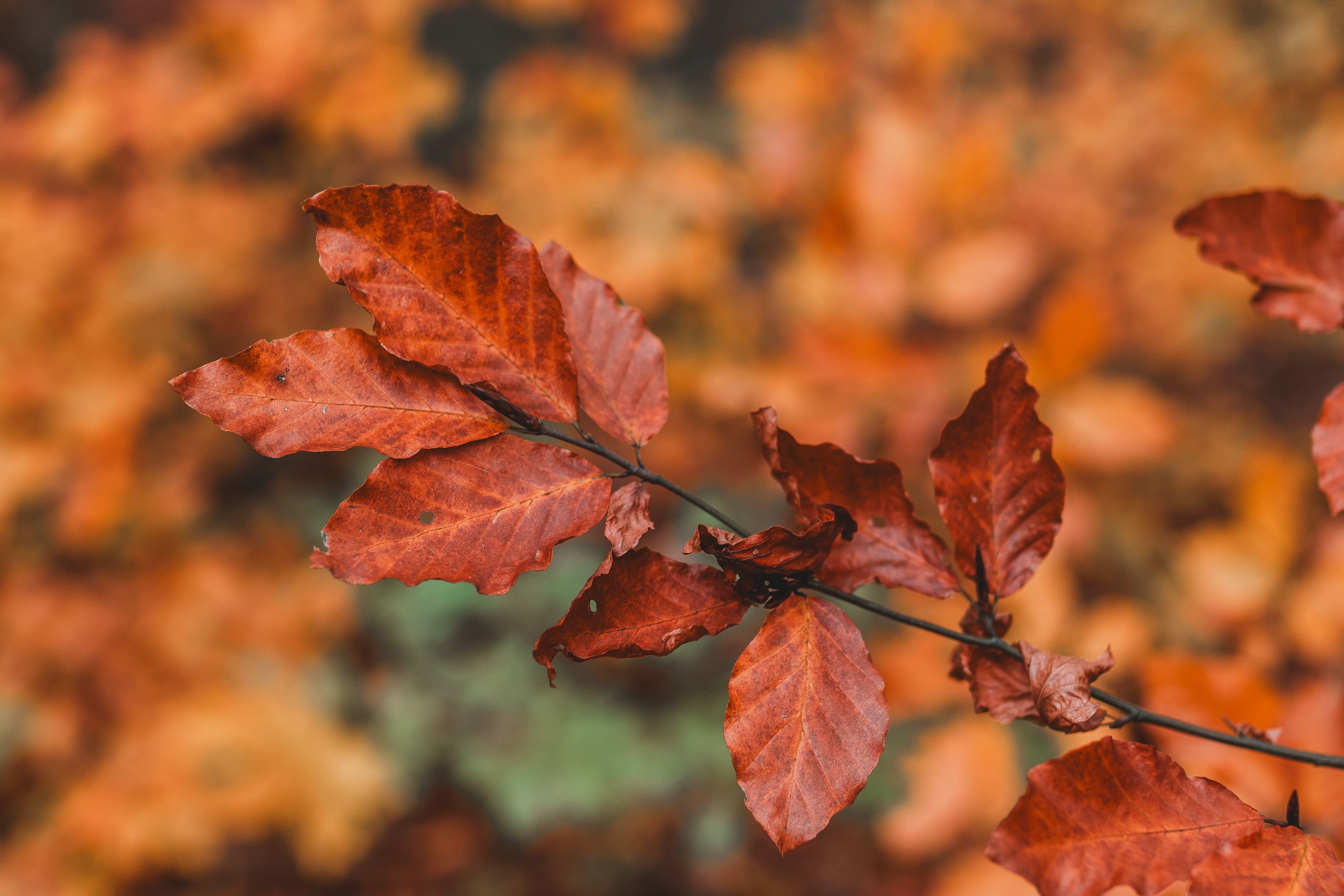 Leaves on Twig in Fall · Free Stock Photo